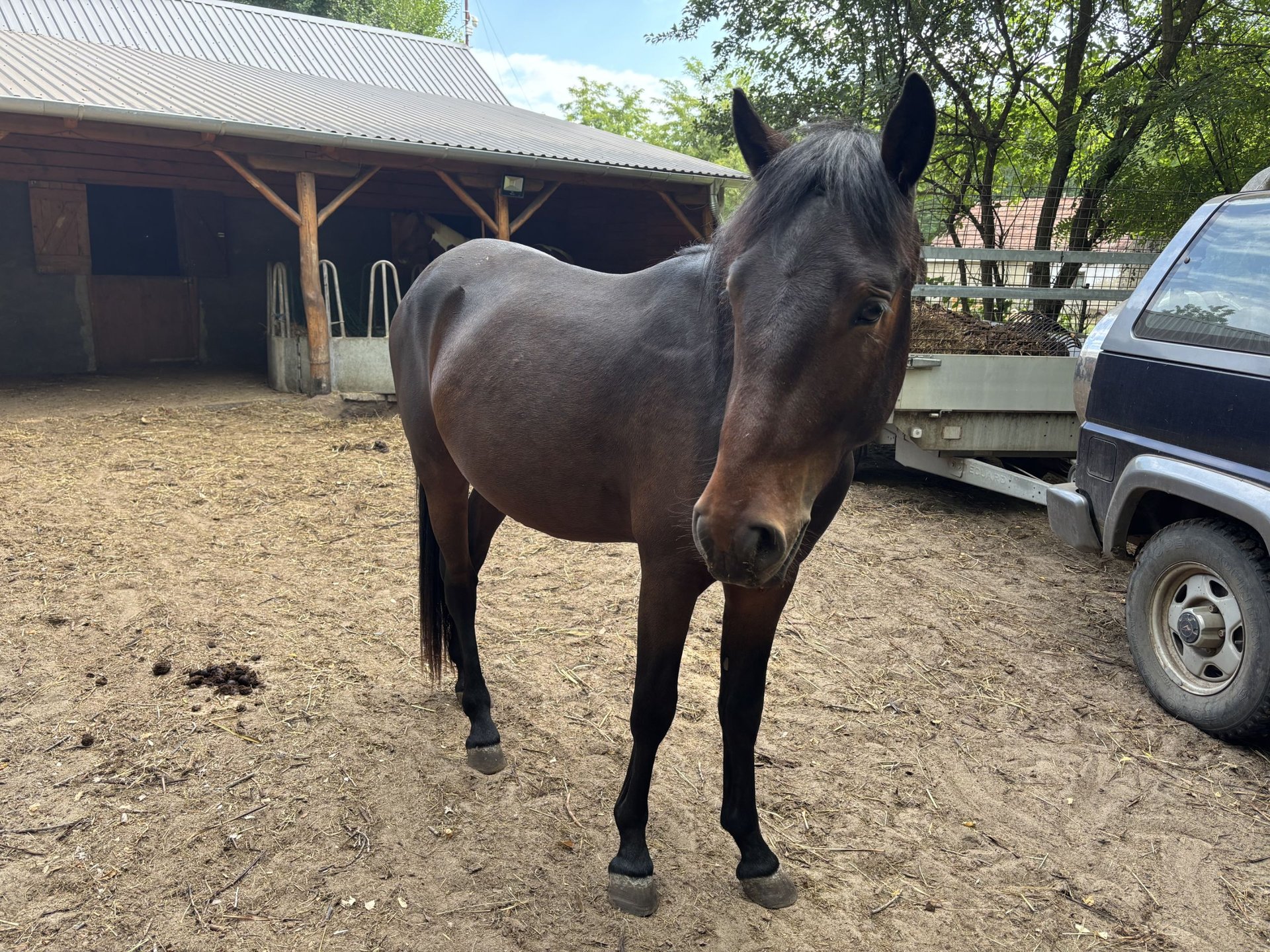Altri pony/cavalli di piccola taglia Stallone 2 Anni 135 cm Baio nero ...