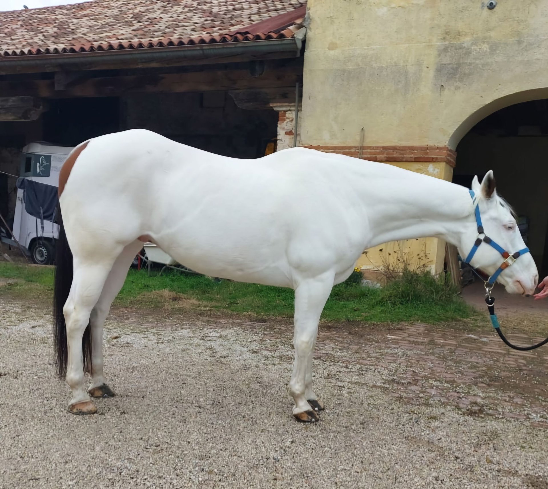 Paint Horse Gelding 8 years 16 hh Tovero-all-colors in Alonte