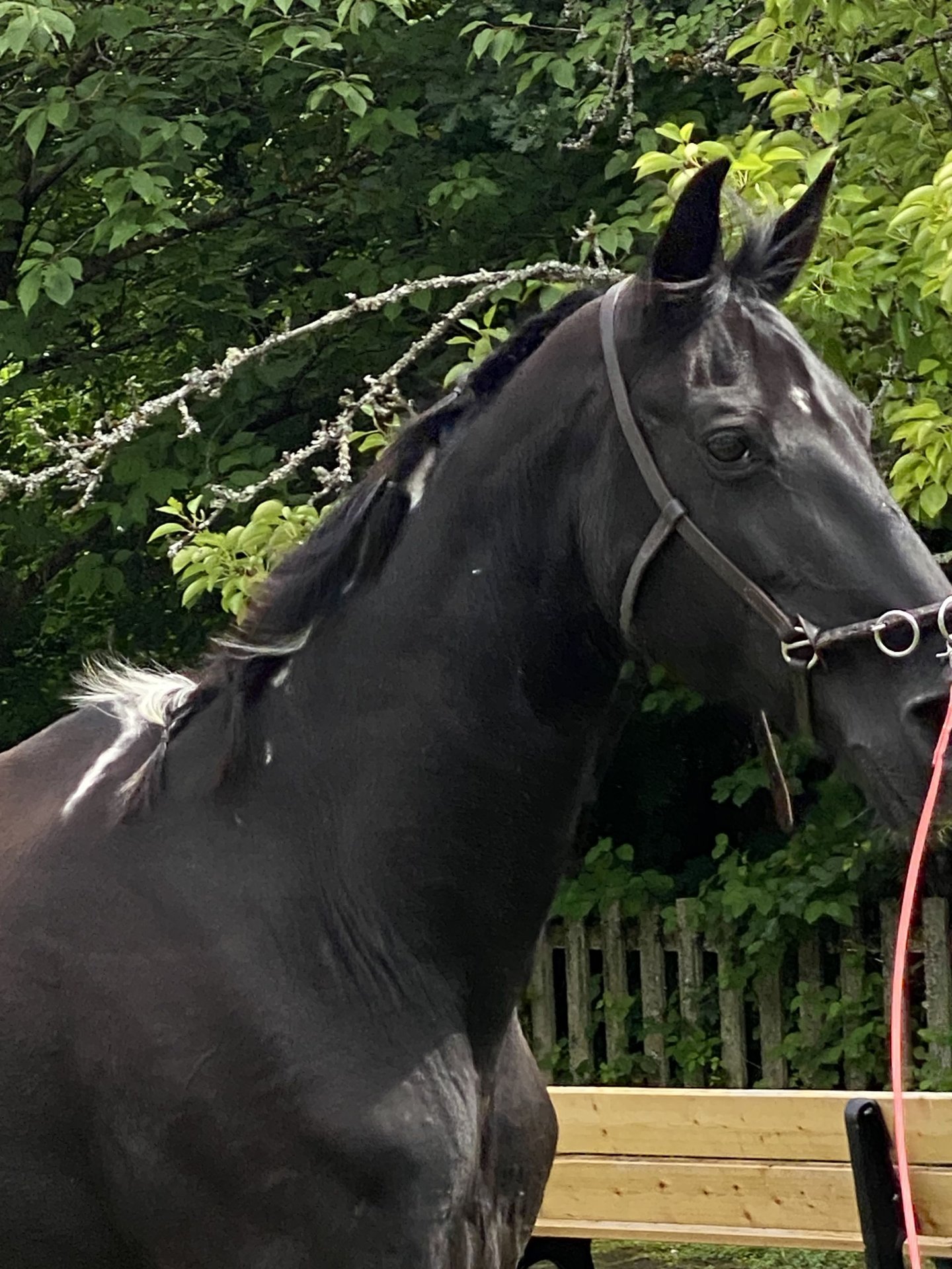 Tennessee walking horse Mare 18 years 14,2 hh Pinto in Pocking