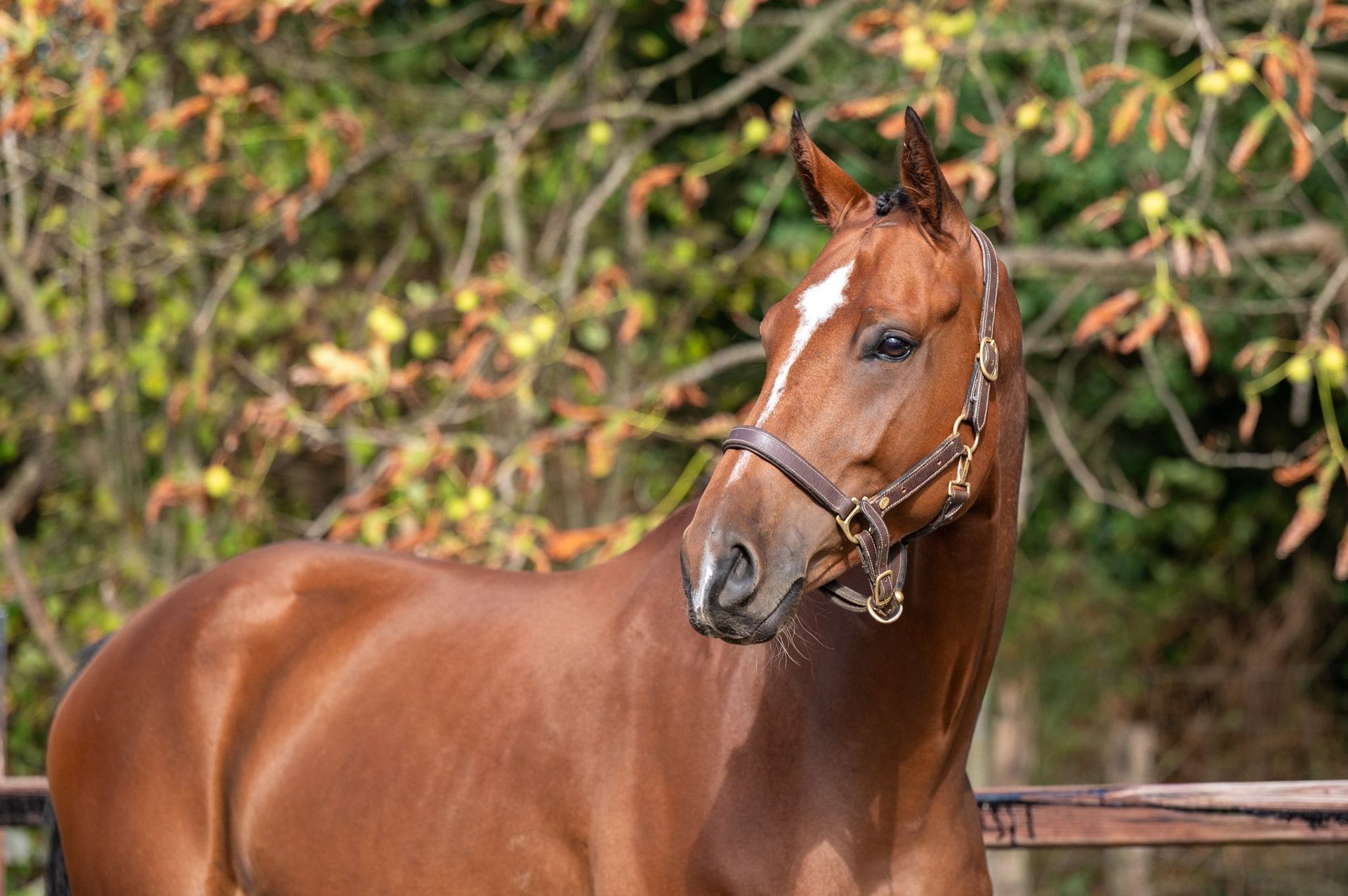 Westphalian Gelding 5 years Brown in GROTE-BROGEL
