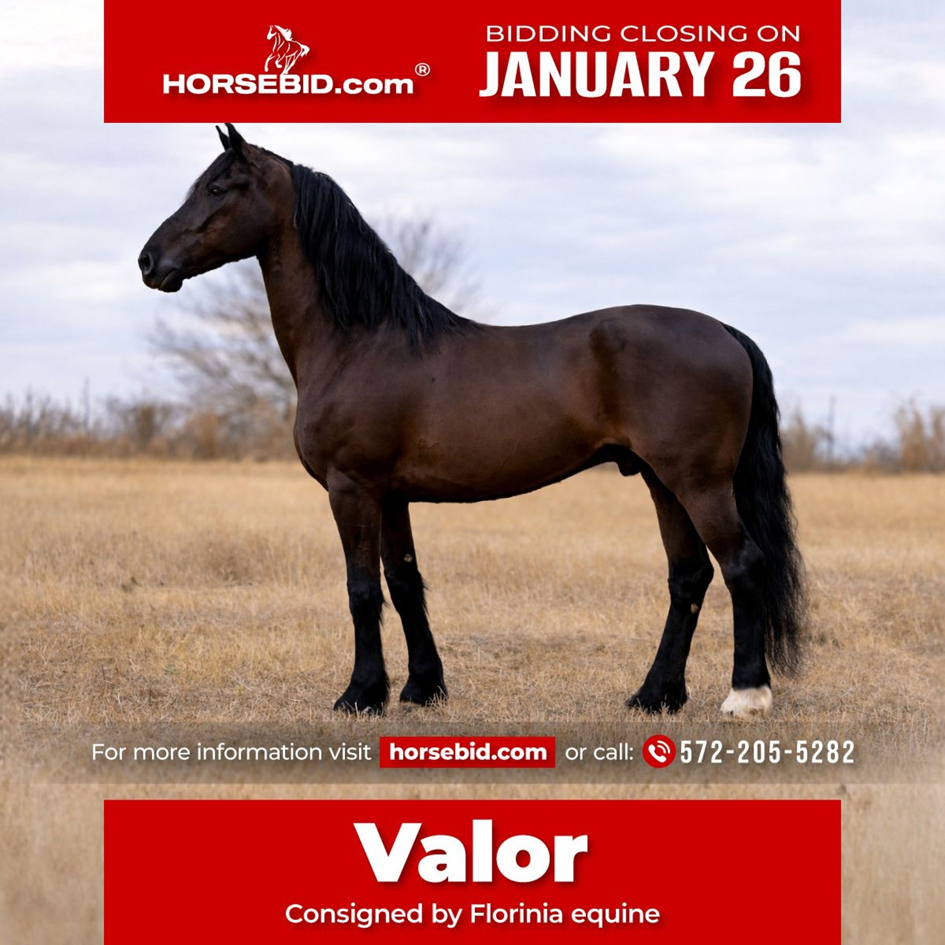 Friesian horses Mix Gelding 8 years 16,2 hh Black in Guthrie