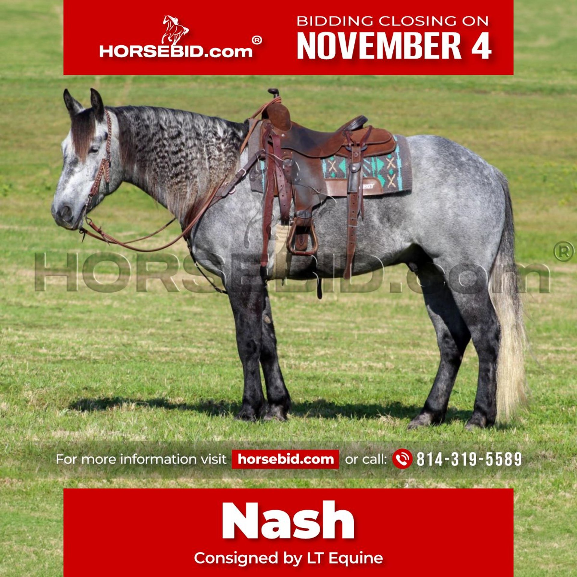 Draft Horse Mix Gelding 6 years 15,3 hh Gray-Dapple in Clarion, PA