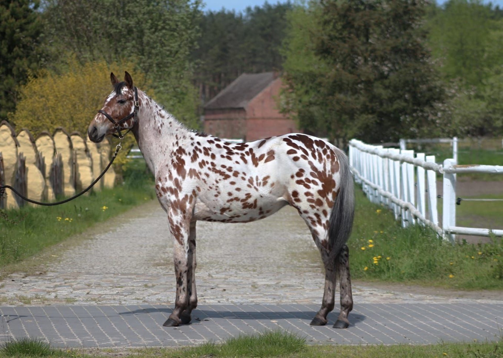Polish Warmblood Gelding 4 years 16 hh Leopard-Piebald in Lussat