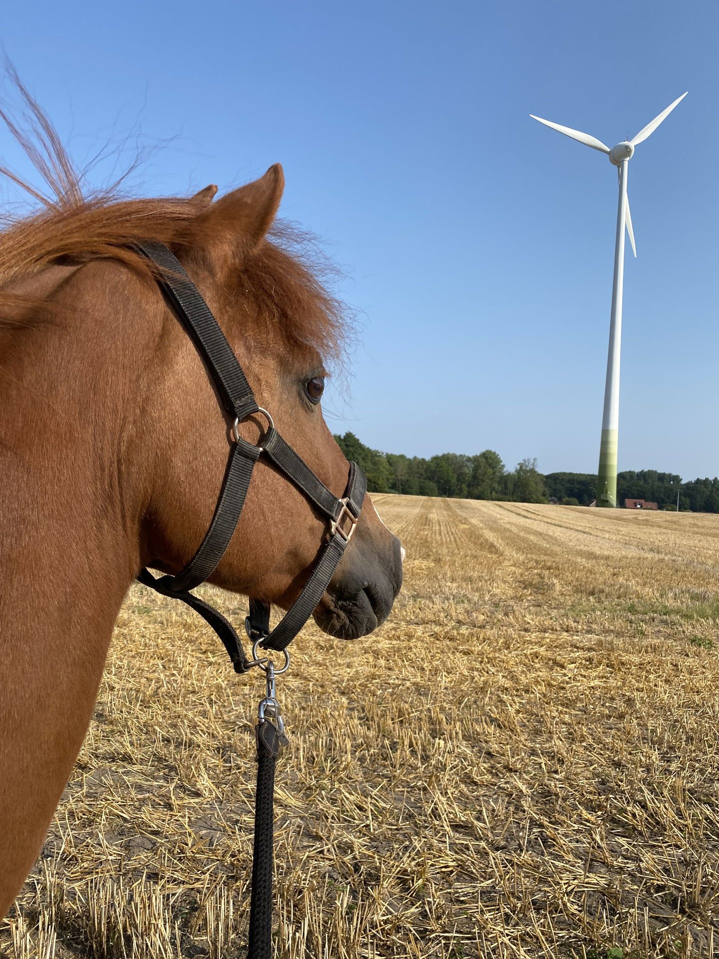 Islandpferd Mix Wallach 16 Jahre 143 cm Fuchs in Warendorf