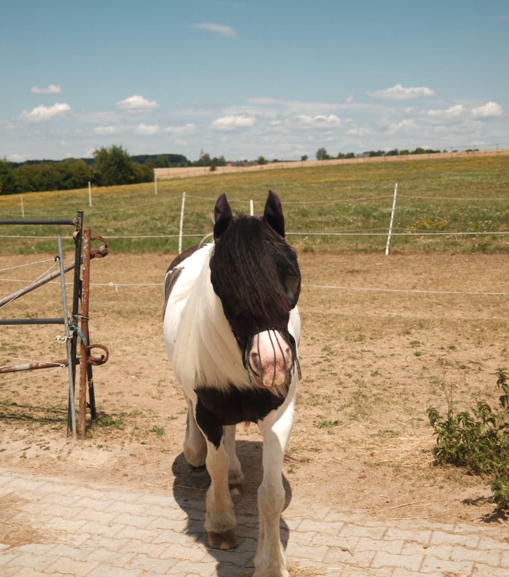 Gypsy Horse Mare 14 years Pinto in Heilbronn