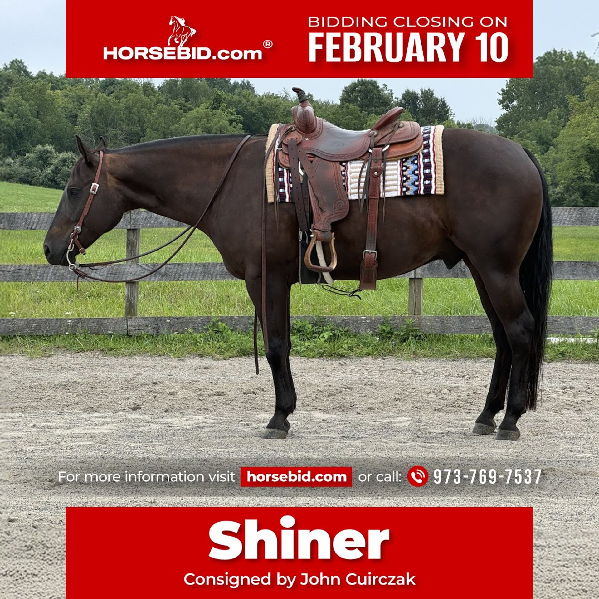 American Quarter Horse Gelding 6 years 15,2 hh Bay-Dark in Denville, NJ