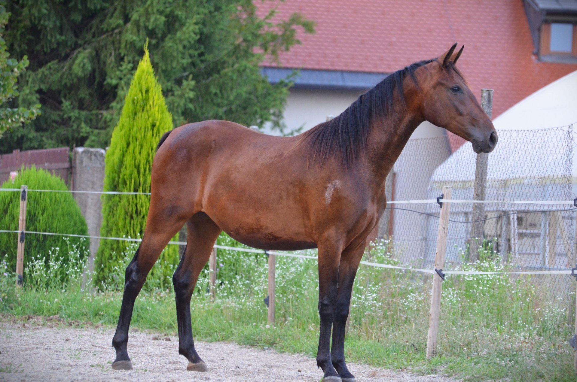 Lipizzaner Mare 2 years 16 hh Bay in Ptuj