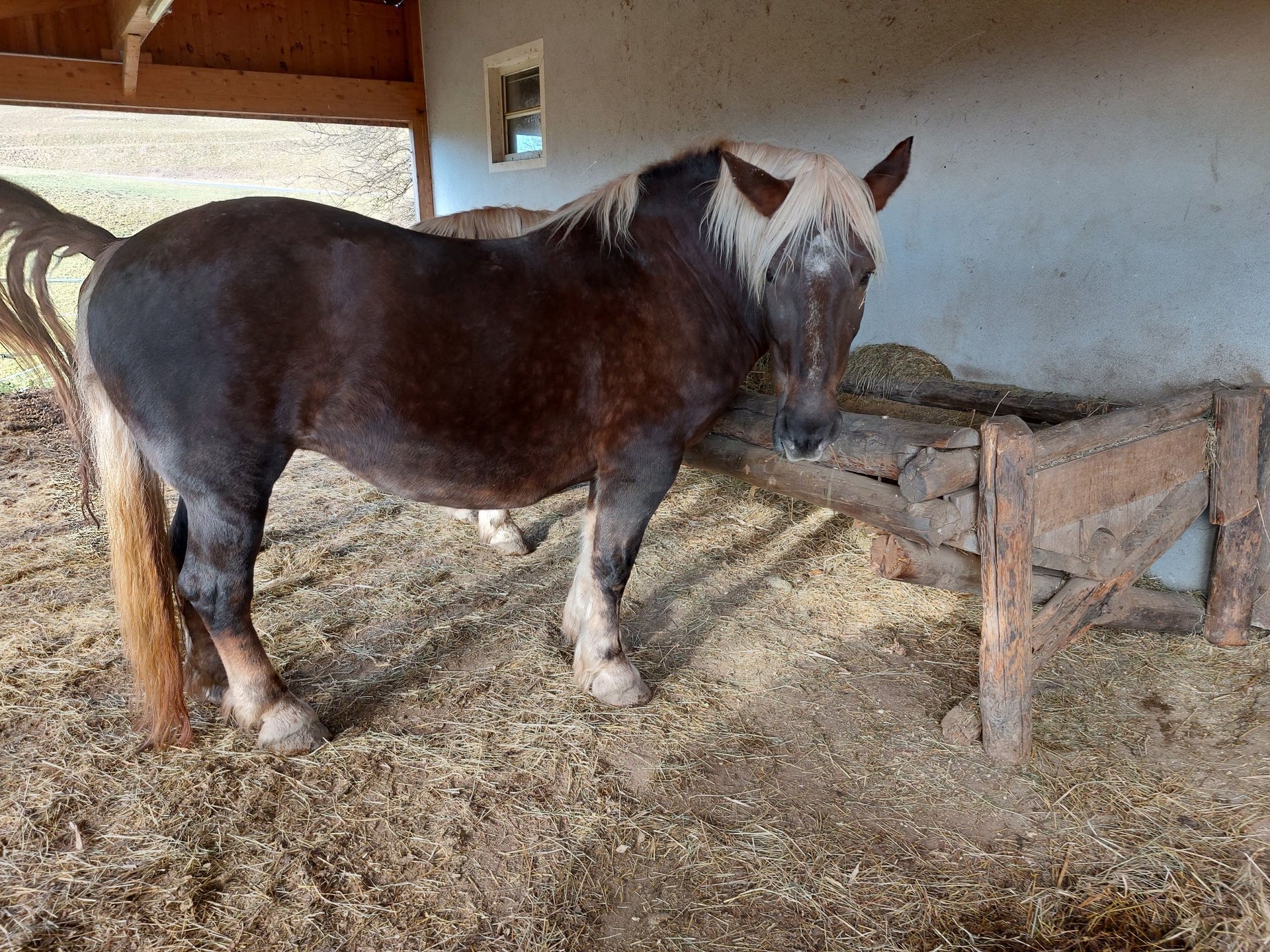 Noriker Stute 13 Jahre 160 cm Dunkelfuchs in Leibnitz