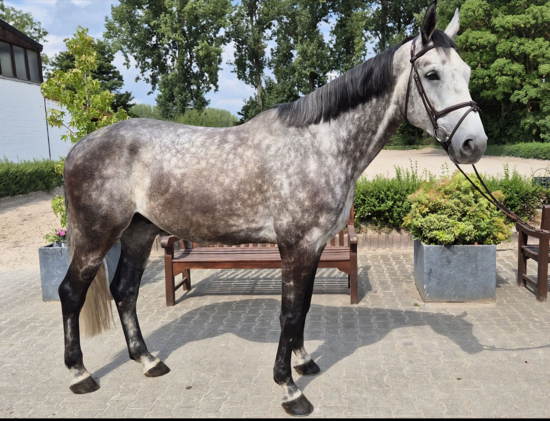 Westfale Wallach 6 Jahre 171 cm Apfelschimmel in Willich