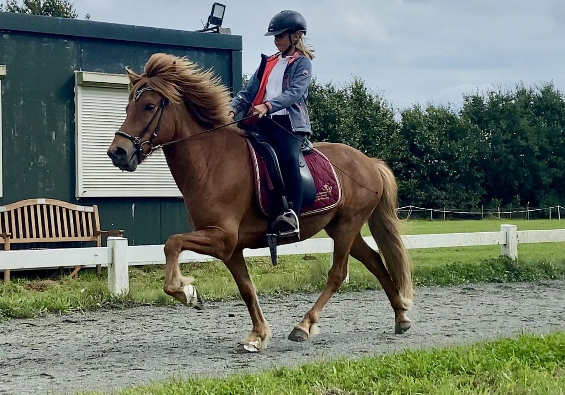 Islandpferd Wallach 7 Jahre 140 cm Fuchs in Ehndorf