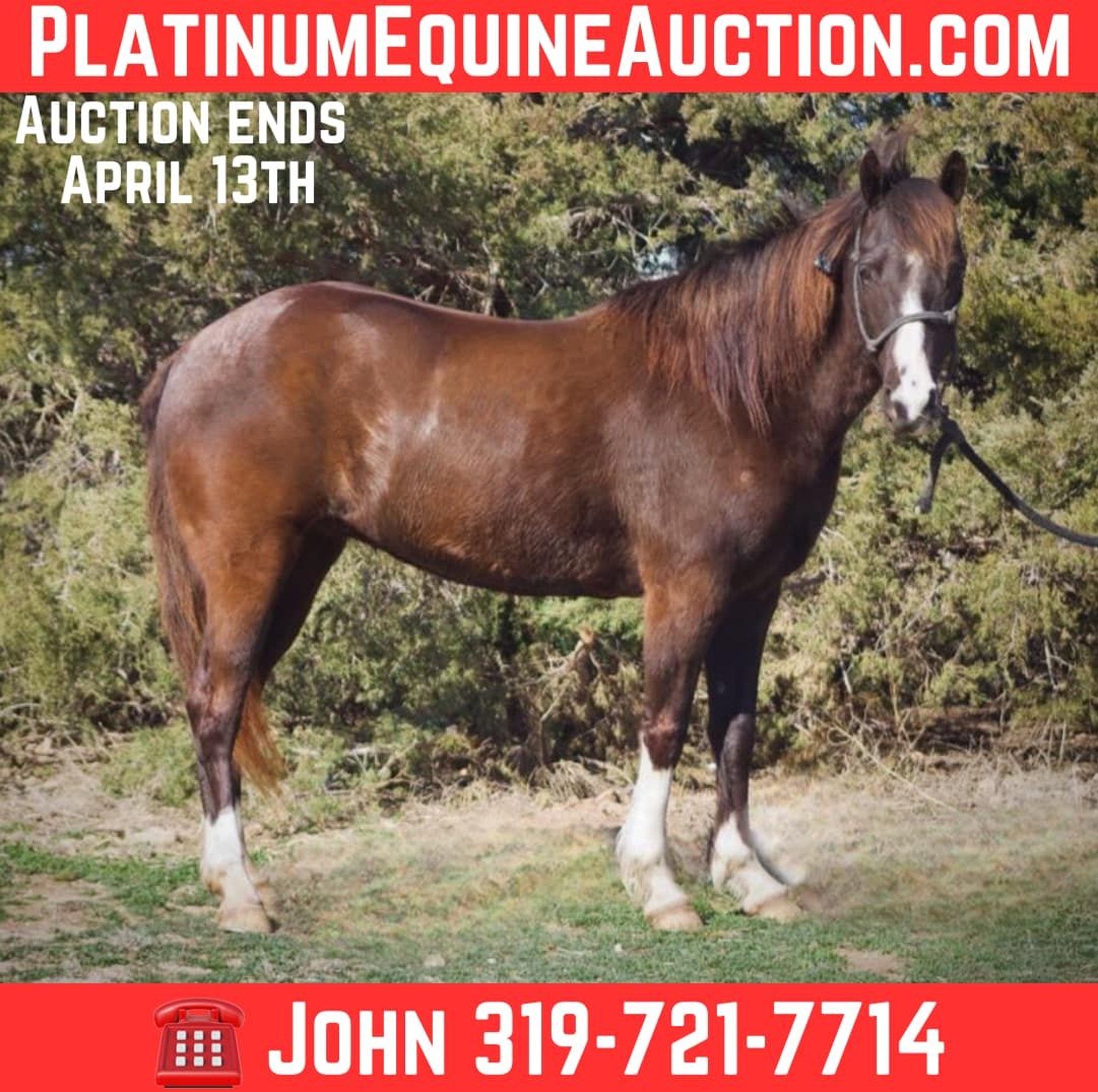 American Quarter Horse Gelding 14 years 14,1 hh Sorrel in Weatherford TX