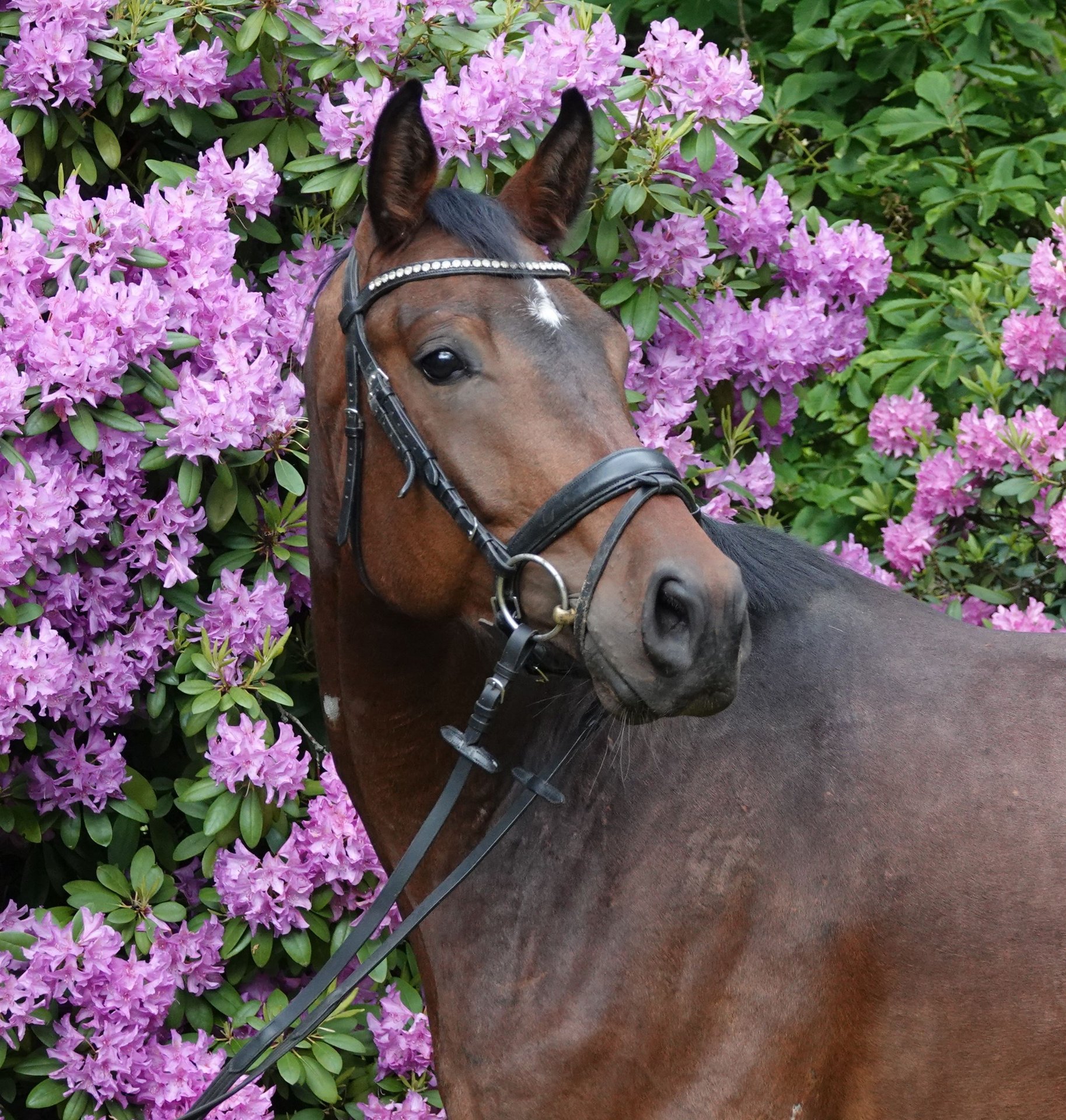 Oldenburg Gelding 4 years 16,2 hh Bay-Dark in Rehau