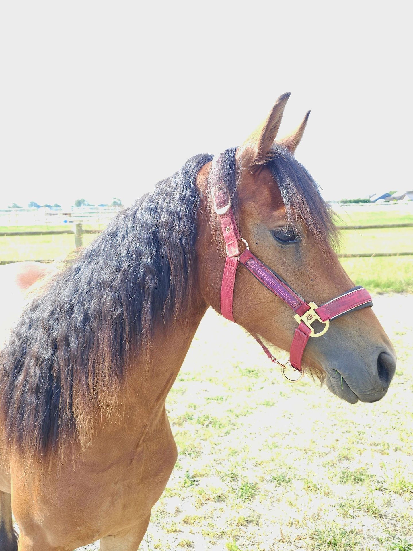 Friesian horses Mix Mare 3 years 14 hh Bay-Dark in Budel