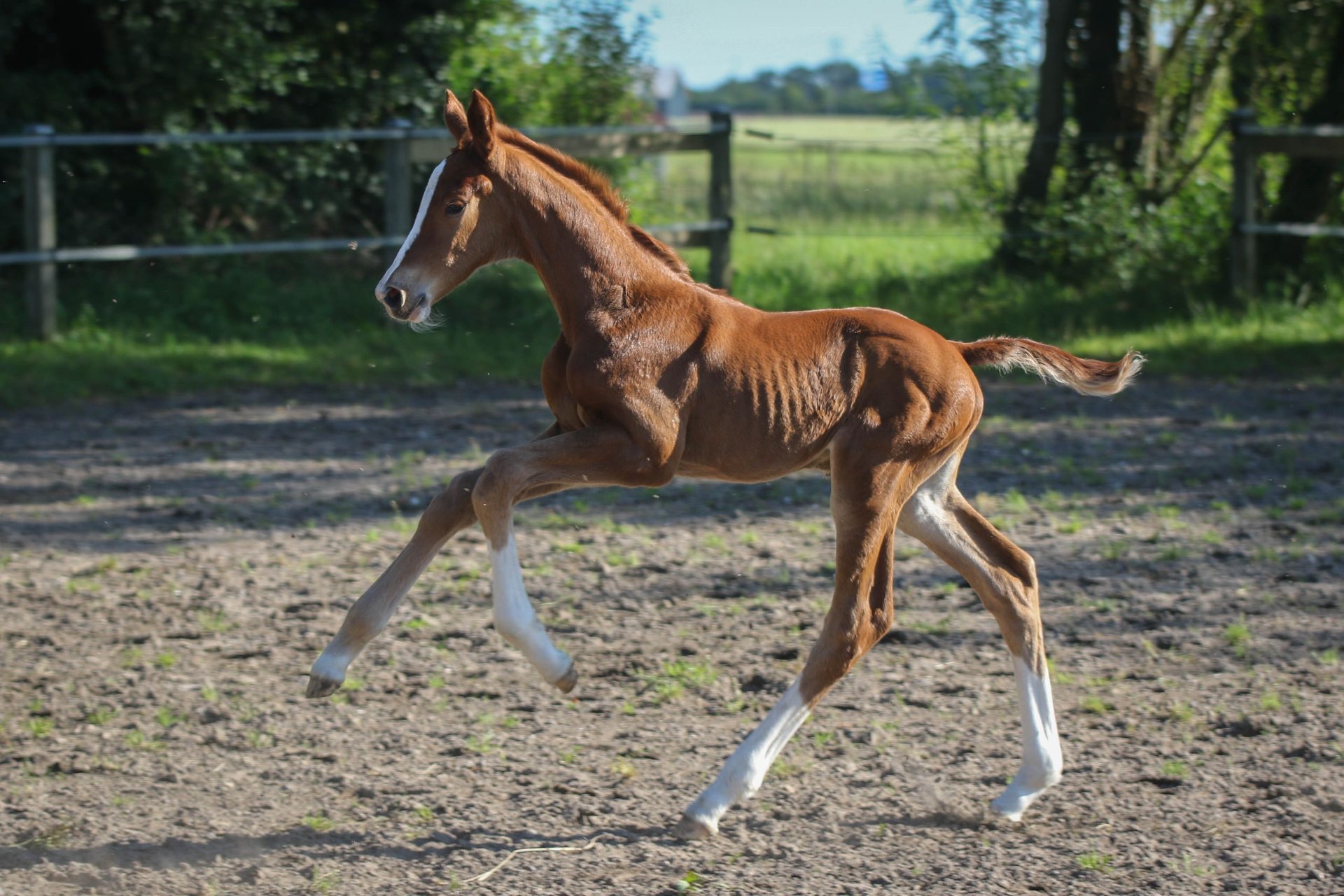 Deens warmbloed Merrie veulen (06/2024) 170 cm in Asperup