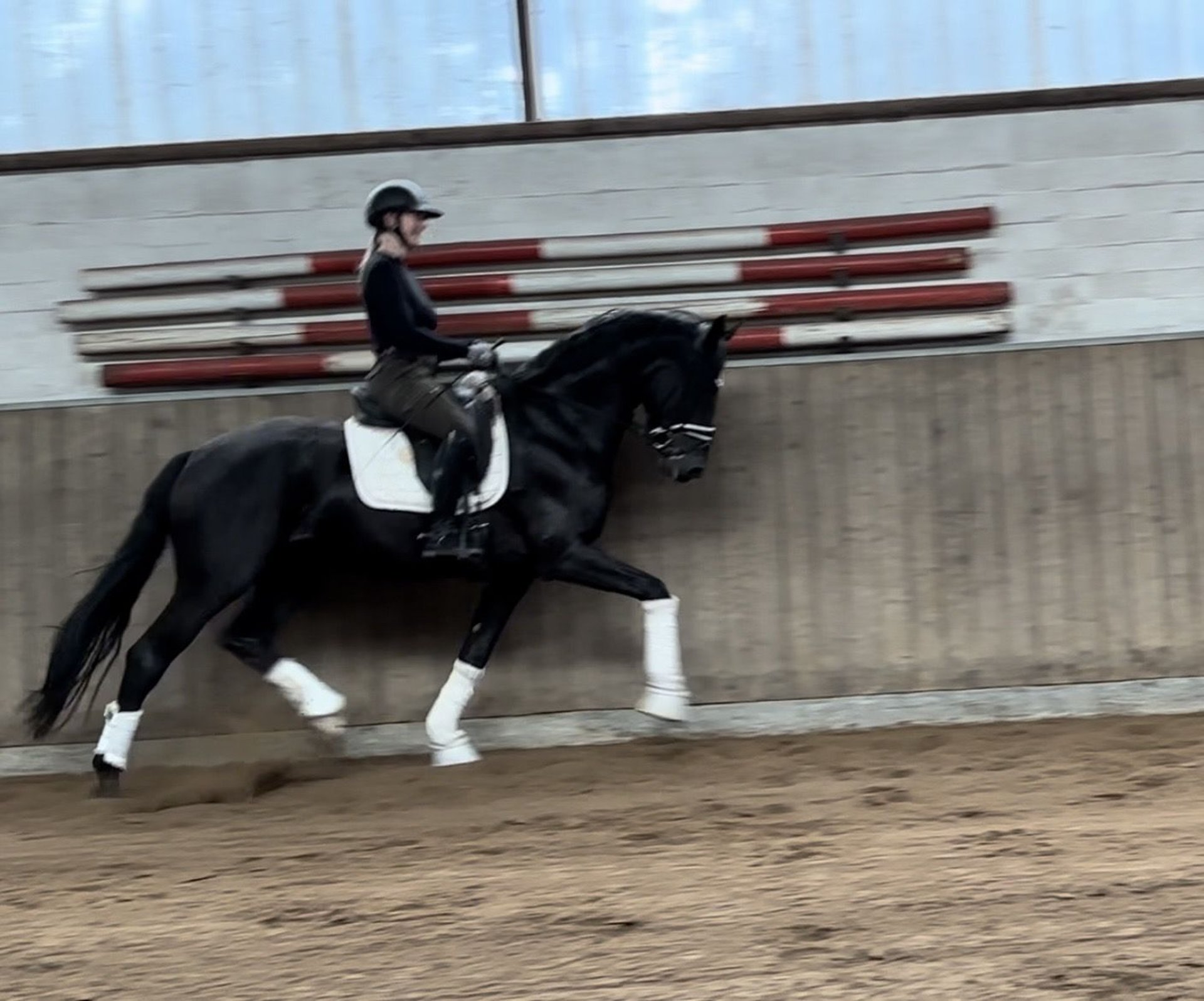 Hanoverian Gelding 4 years 16,1 hh Black in Verden (Aller)