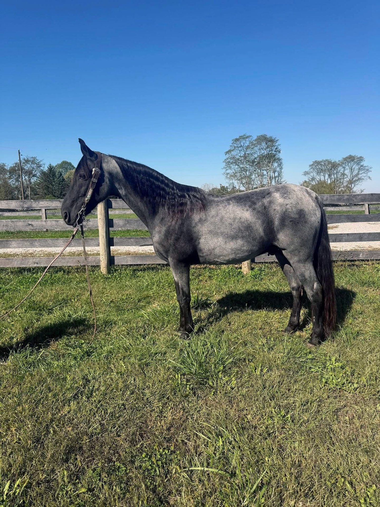 Tennessee walking horse Ruin 15 Jaar 157 cm Roan-Blue in Moscow
