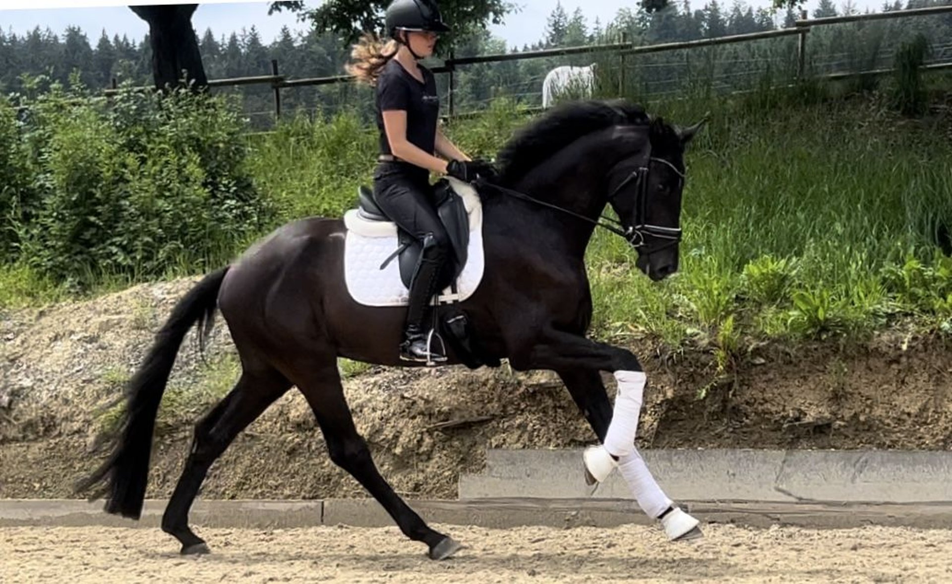 Hannoveraner Wallach 4 Jahre 169 cm Rappe in Heiligenberg