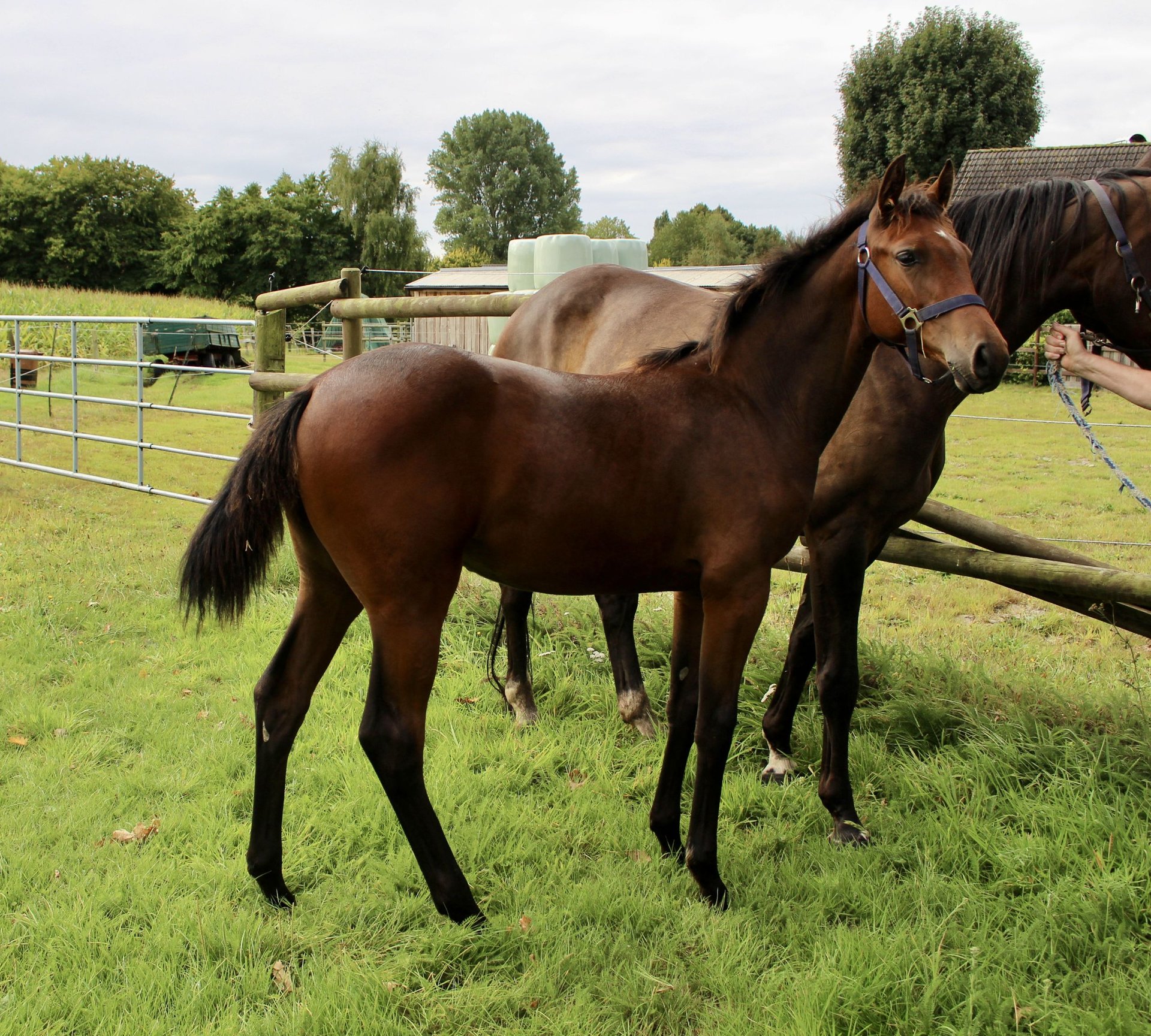 Oldenburg-International (OS) Mare Foal (03/2025) Bay-Dark in Zetel