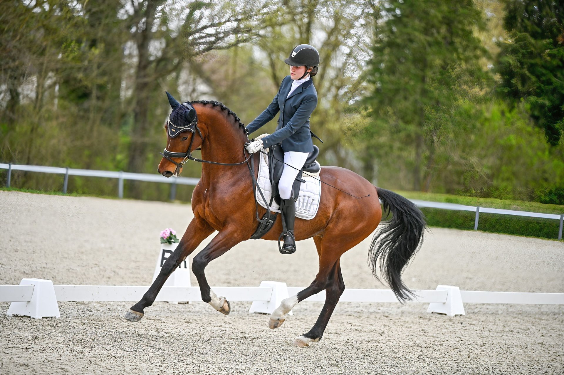 Oldenburger Springpferd Hengst 6 Jahre 167 cm Rotbrauner in etyek