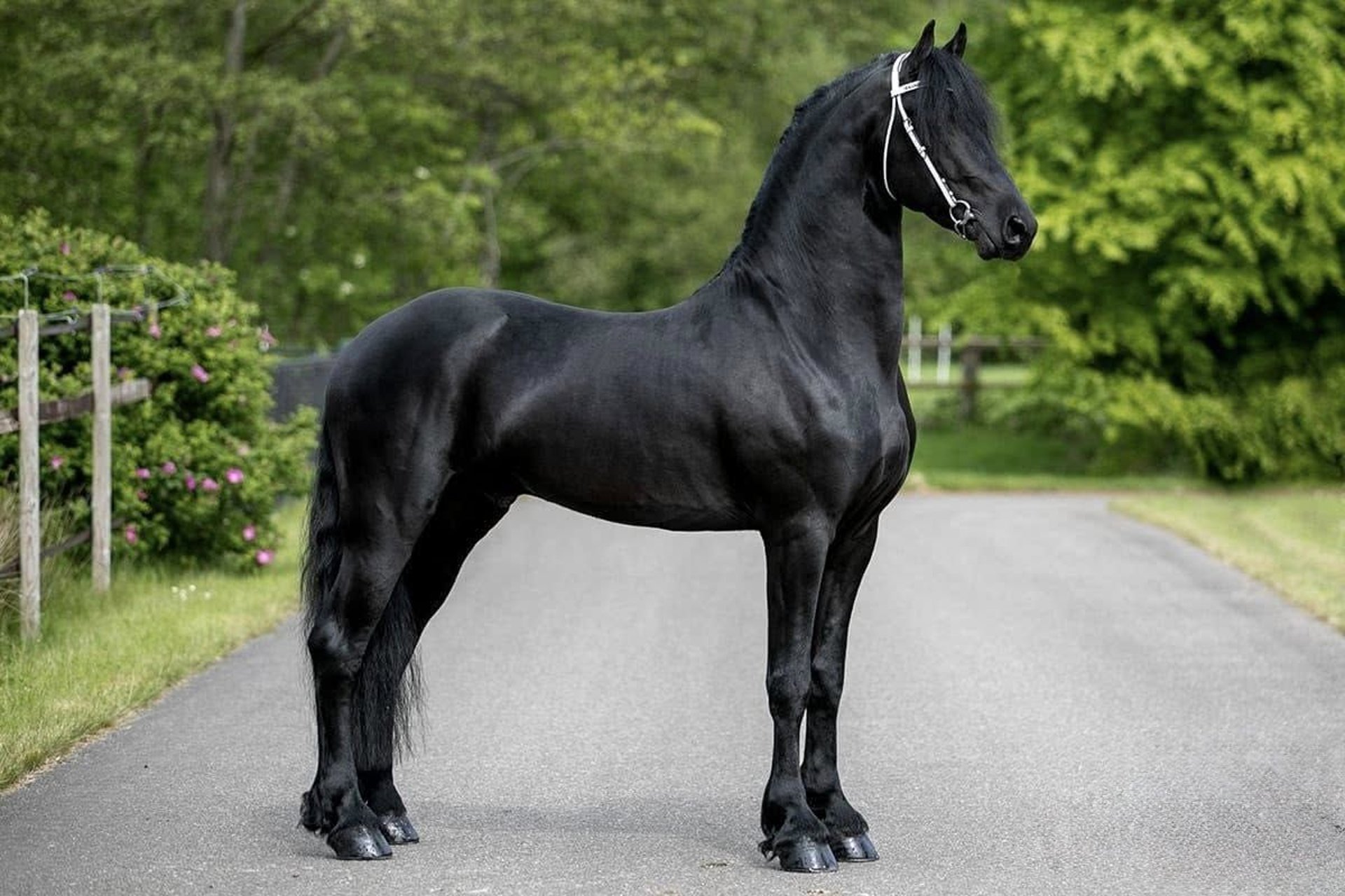 Friesian horses Stallion 7 years Bay-Dark in Petersdorf