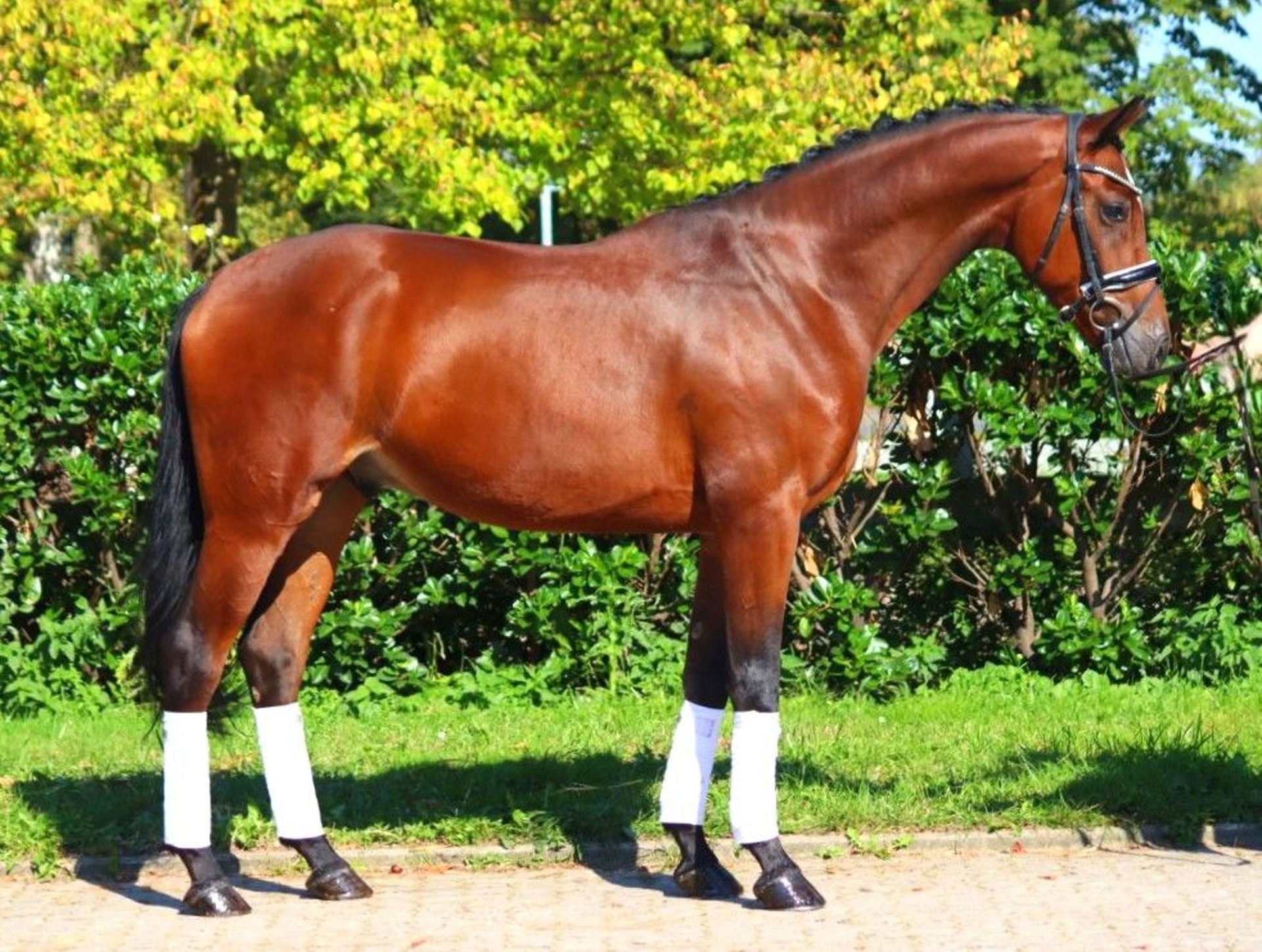 Hannoveraner Wallach 6 Jahre 168 cm Brauner in Selsingen