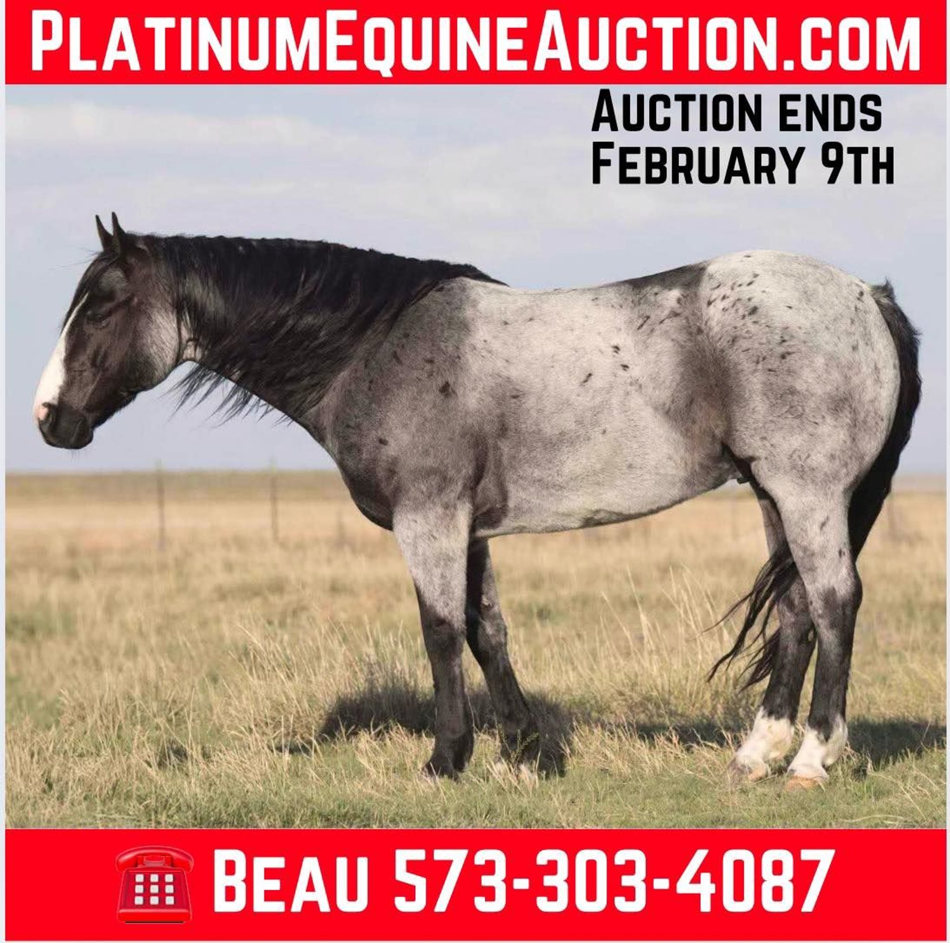 Caballo cuarto de milla Caballo castrado 9 años 155 cm Ruano azulado in ...