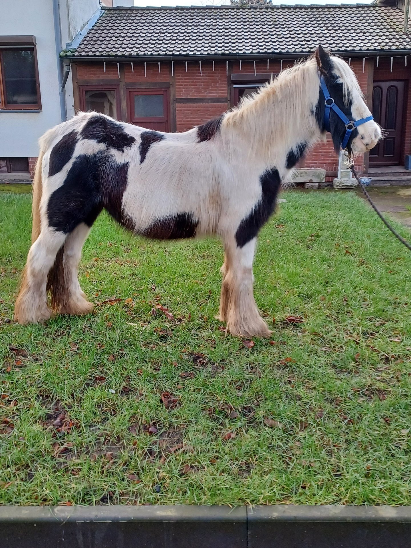 Gypsy Horse Mare 13 years 13,2 hh in Vienenburg