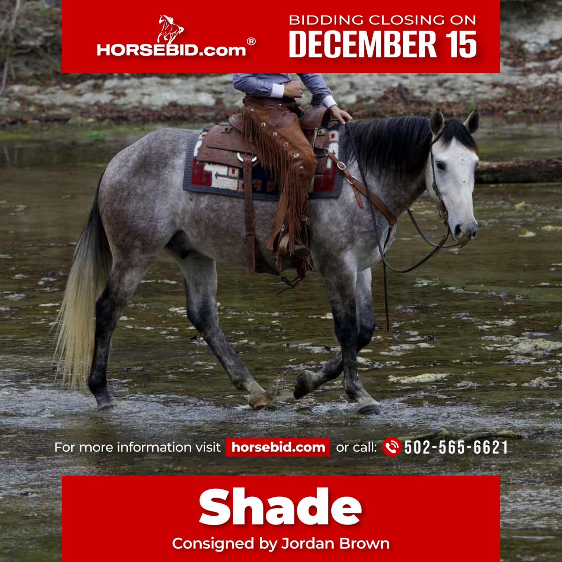 Draft Horse Mix Gelding 5 years 15,3 hh Grey in Georgetown