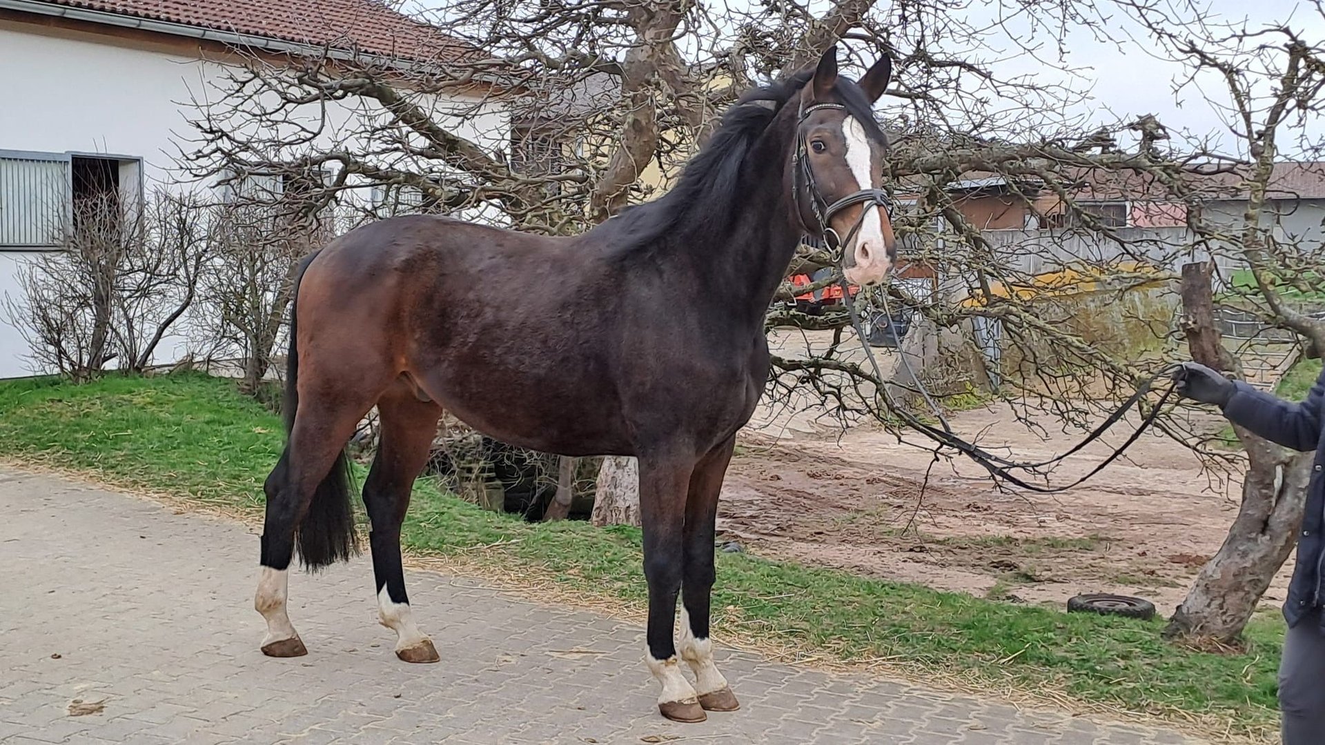 German Sport Horse Gelding 7 years 16 hh Brown in Neuendettelsau