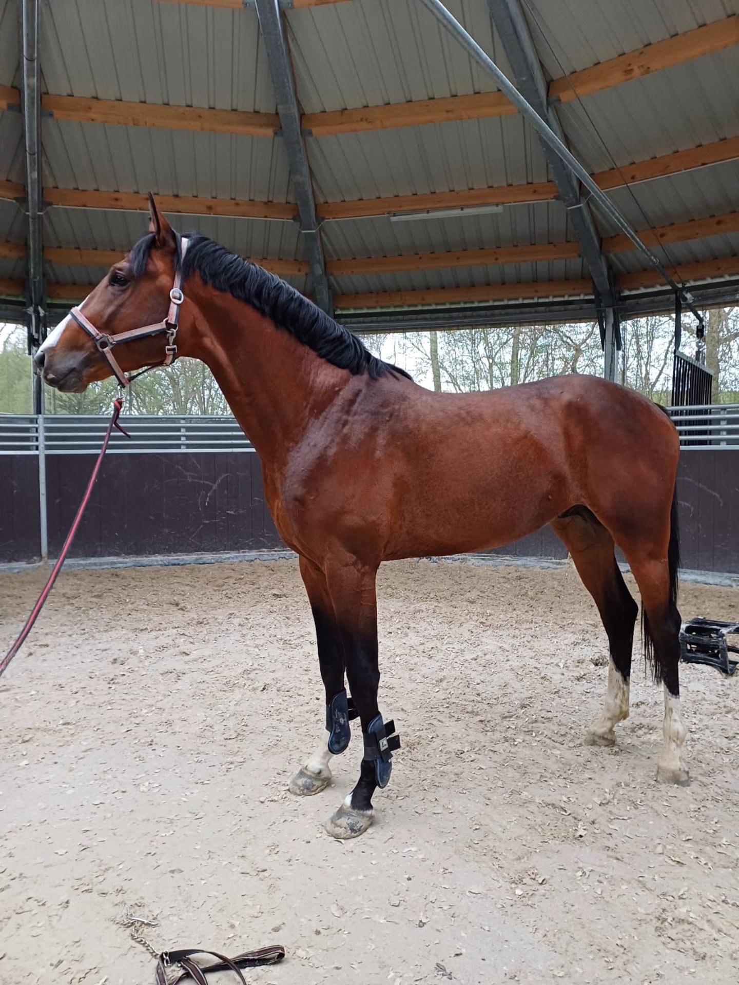 Tysk sporthäst Hingst 4 år 170 cm Brun in Wangen im Allgäu