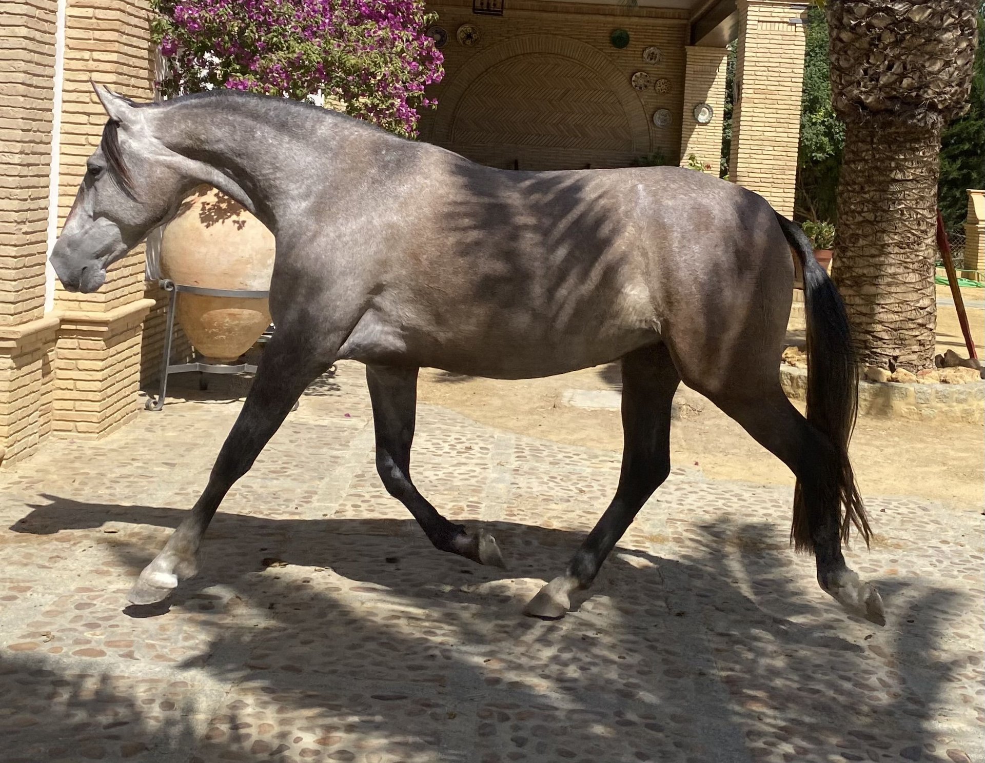 PRE Mare 6 years 15,3 hh Gray in Fuentes De Andalucia