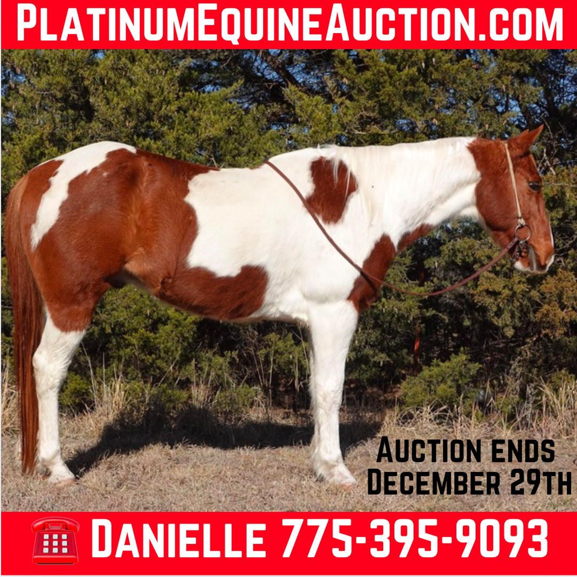 American Quarter Horse Gelding 11 years 14,2 hh Tobiano-all-colors in ...