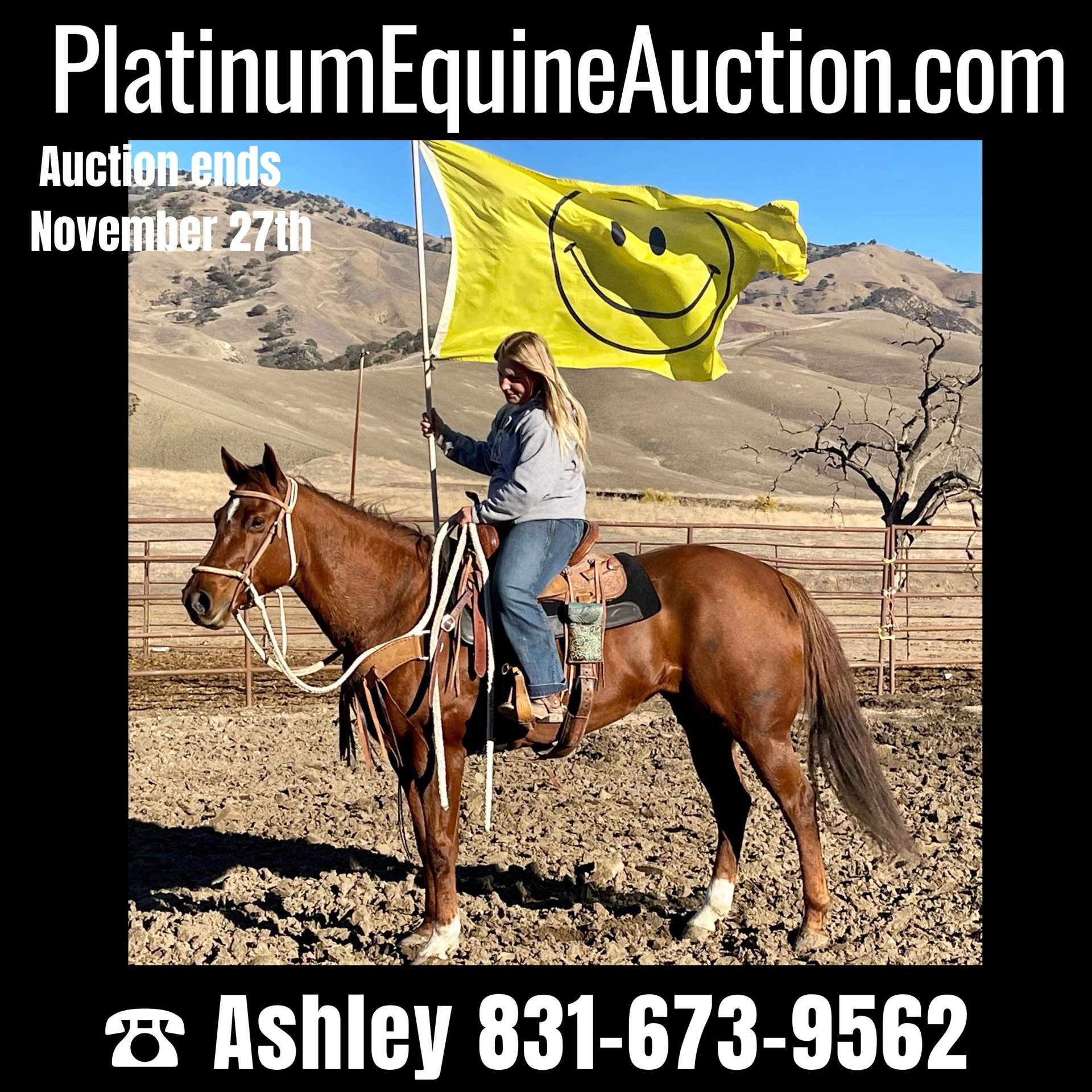 American Quarter Horse Mare 9 years 14,3 hh Chestnut in Bitterwater CA