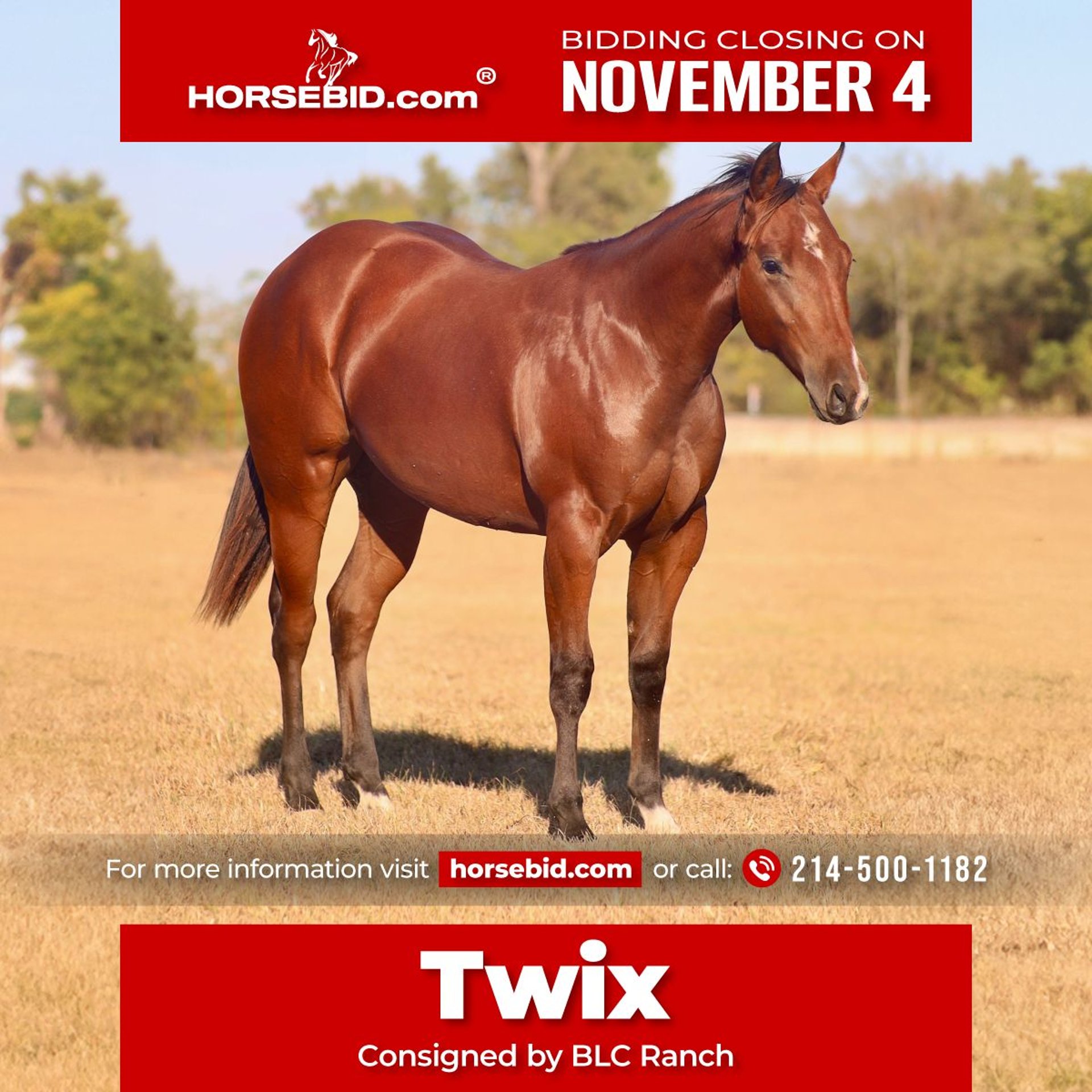 American Quarter Horse Mare 2 years Bay in Grand Saline