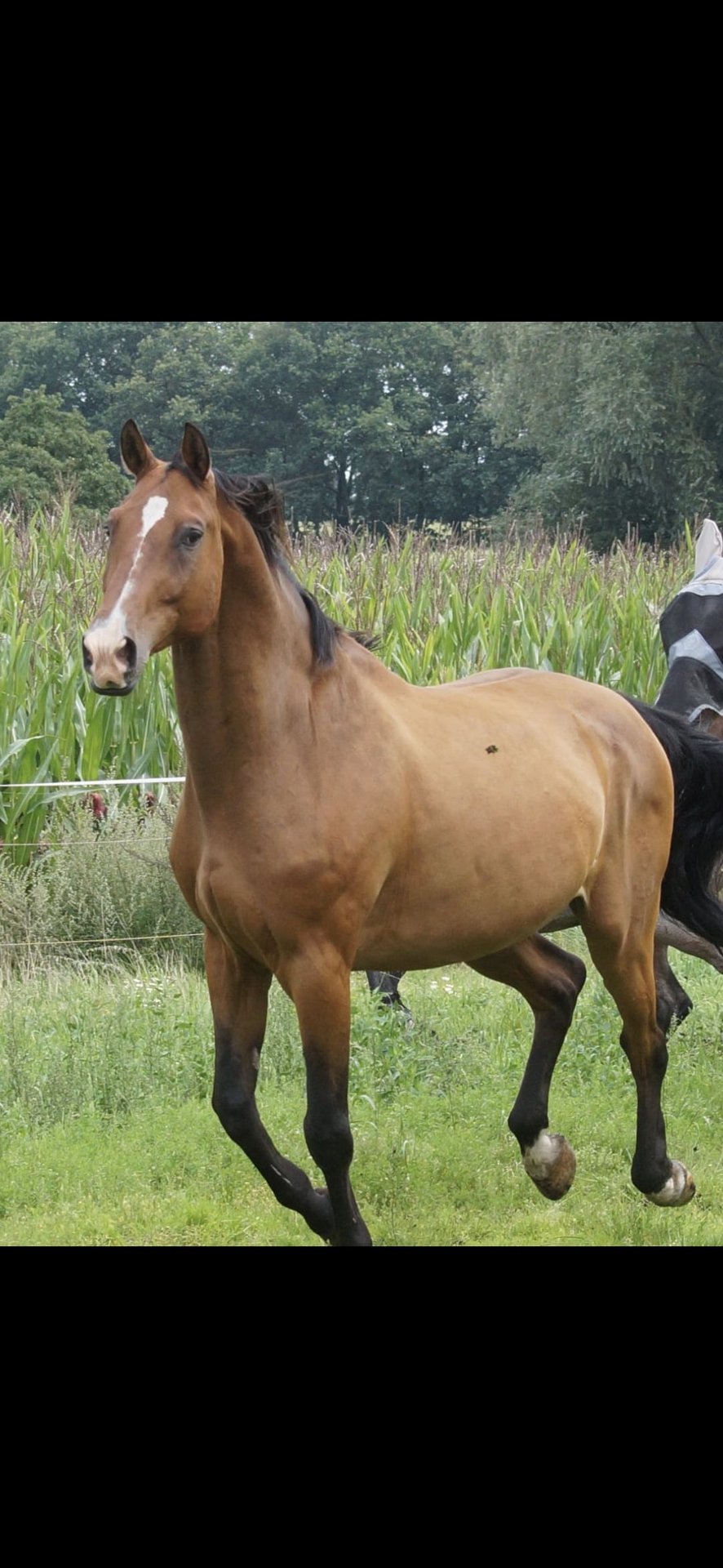 Oldenburgare Hingst 15 år 180 cm Brun in Bargstedt