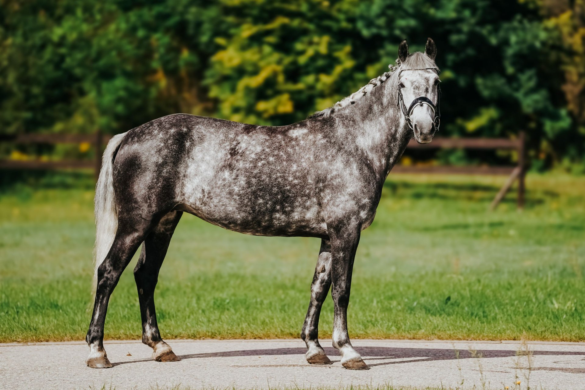 Welsh D (Cob) Mix Mare 8 years 13,3 hh Grey in Piņķi