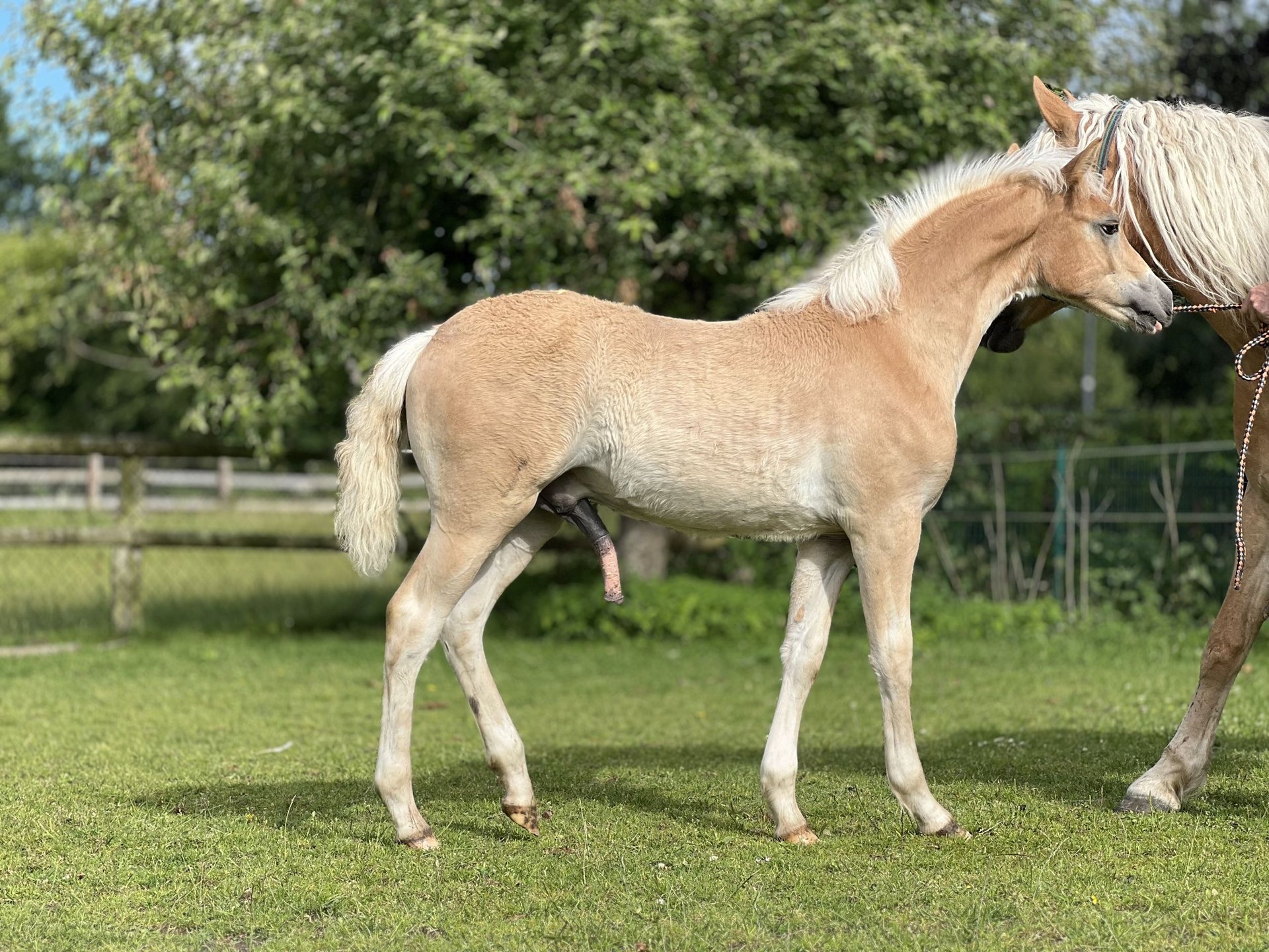 Haflinger Hingst Föl (01/2024) 150 cm fux in Seedorf