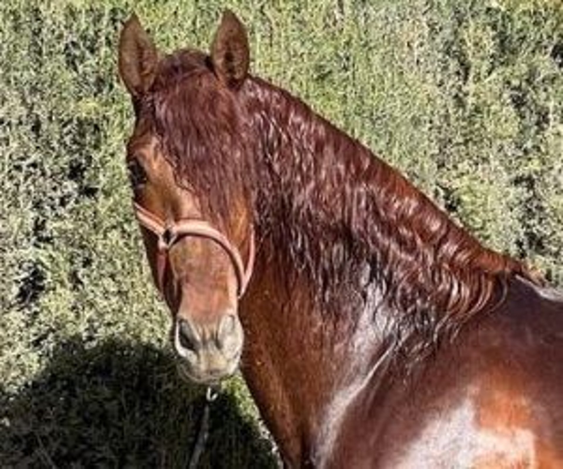 PRE Mix Stallion 5 years 16,2 hh Chestnut in ALICANTE
