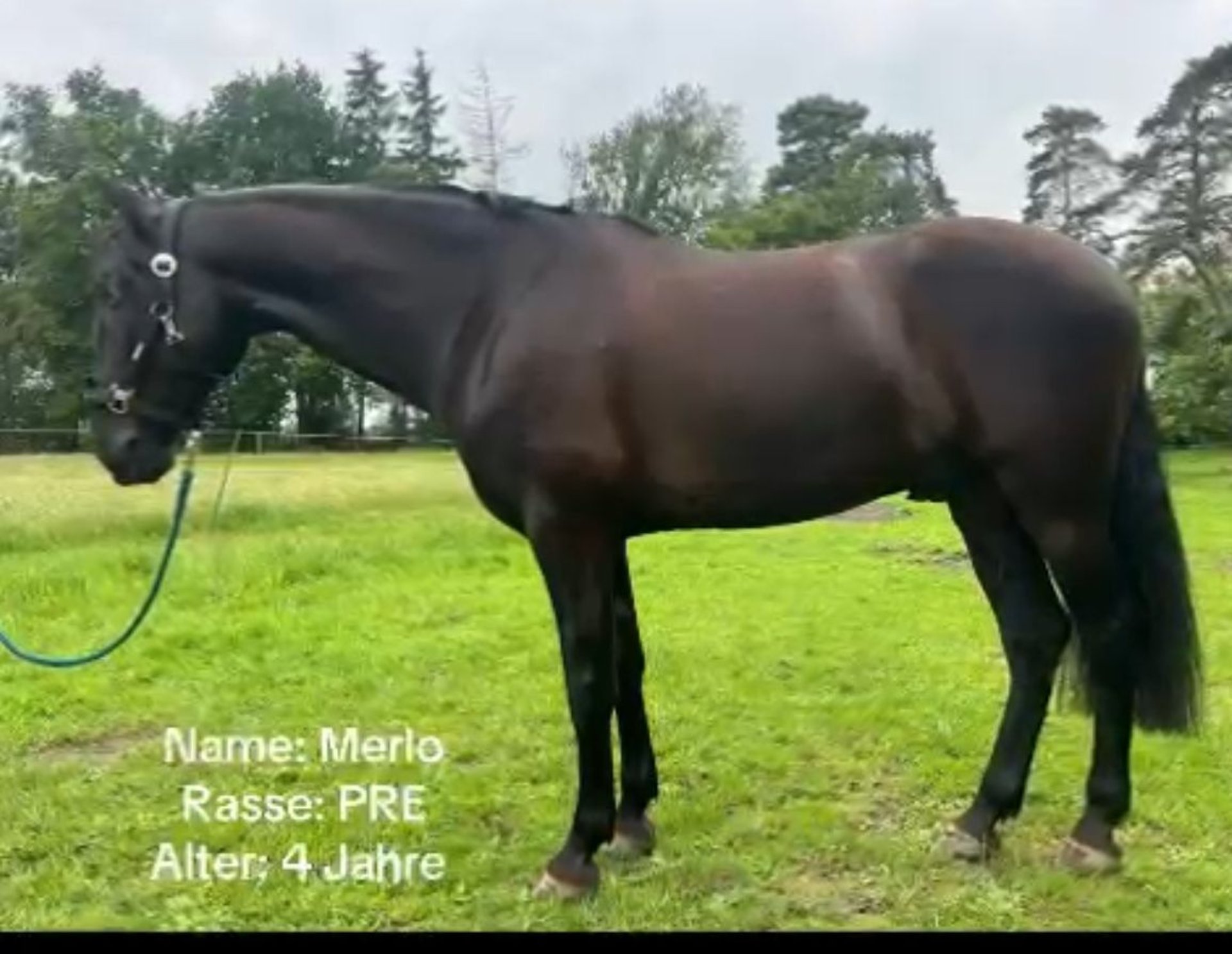 PRE Mix Wallach 4 Jahre 164 cm Rappe in Sottrum
