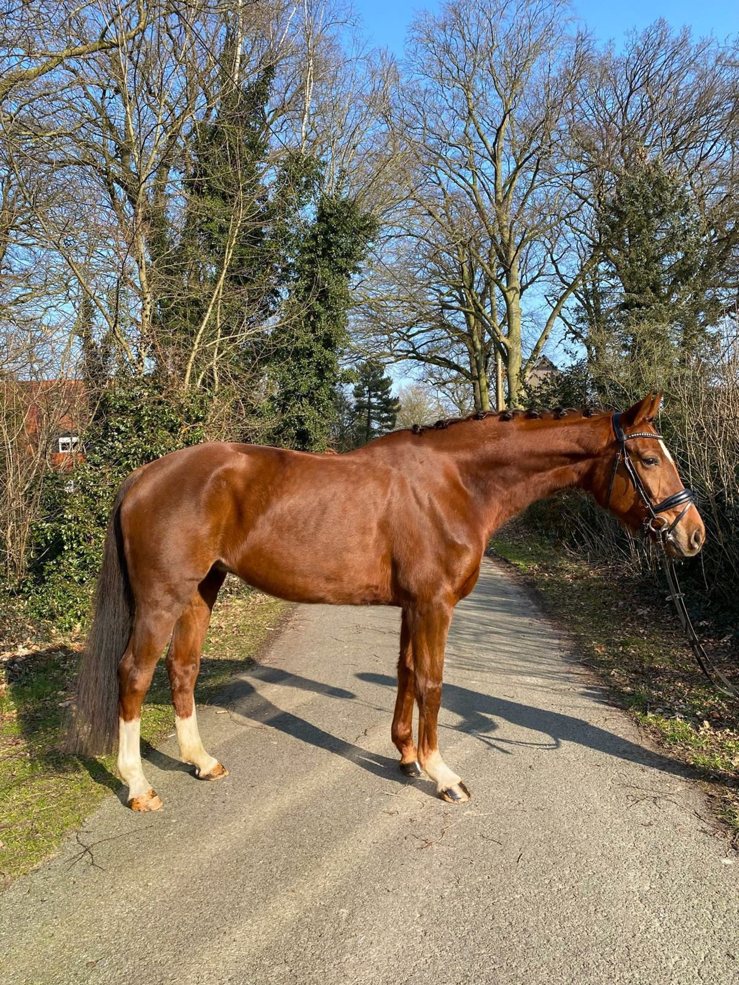 Hanoverian Mare 7 years 16,1 hh Chestnut in Stuhr