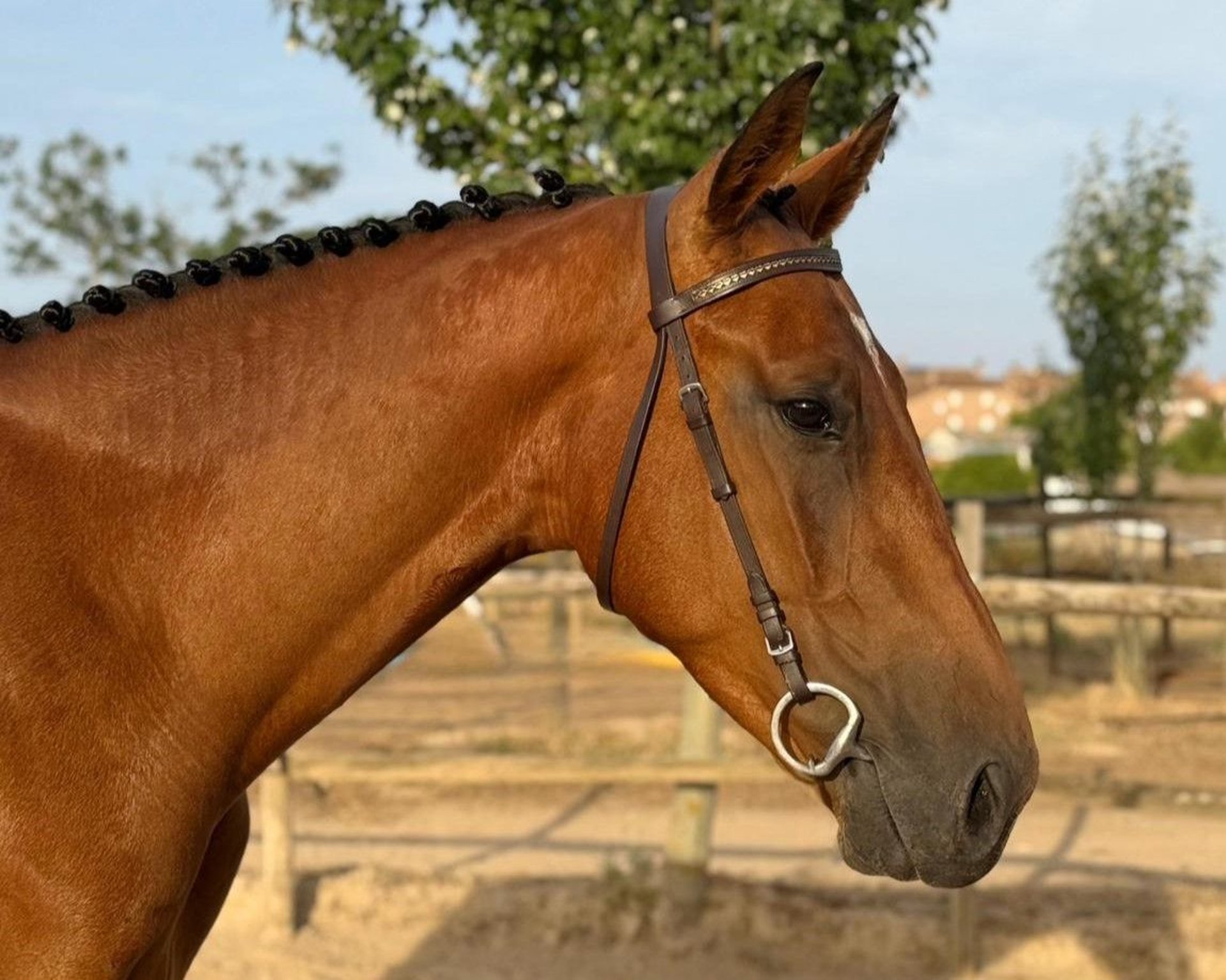 Spanish Sporthorse Gelding 4 years Brown in Madrid