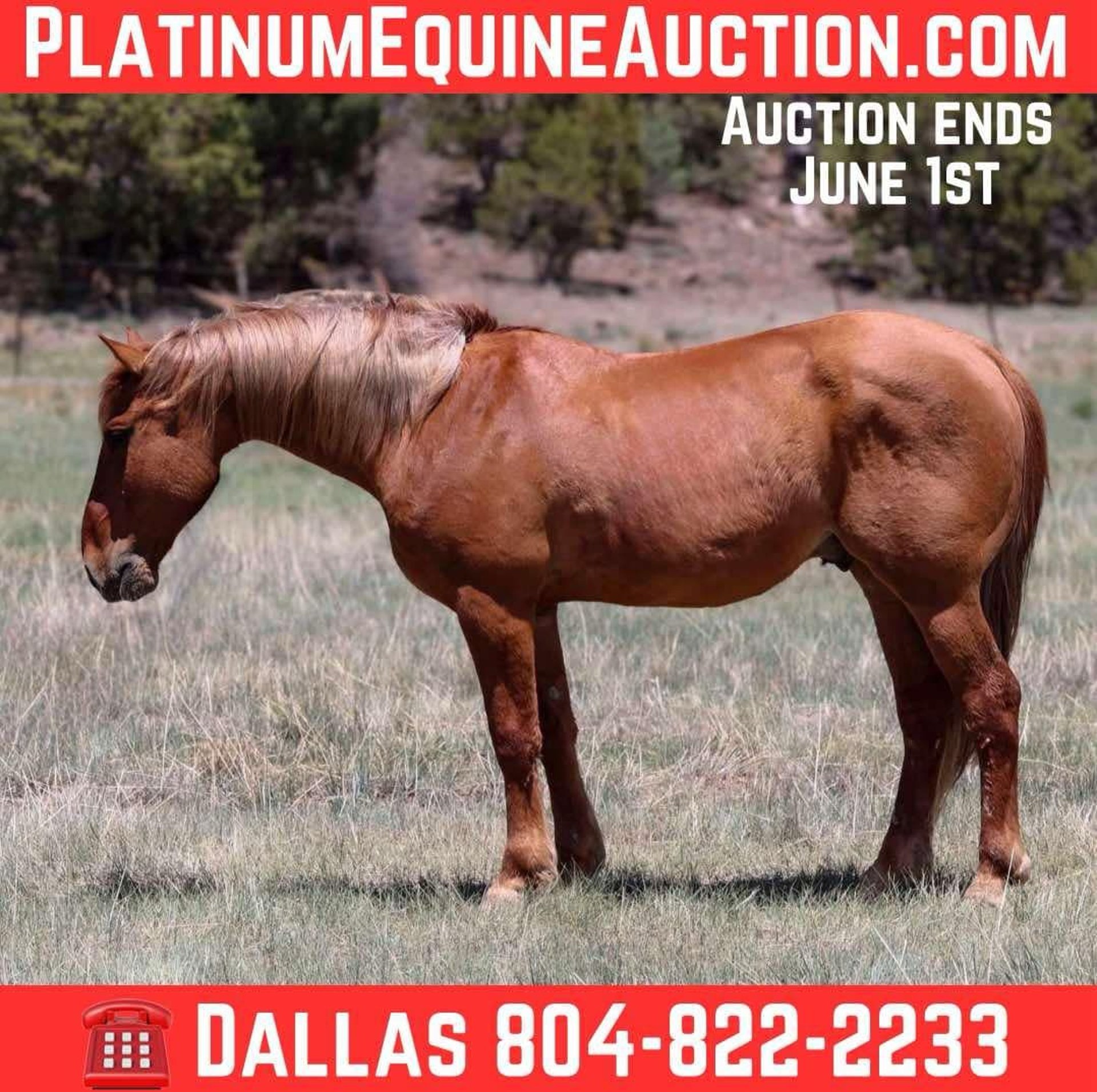 American Quarter Horse Gelding 8 years 14,1 hh Sorrel in Camp Verde AZ