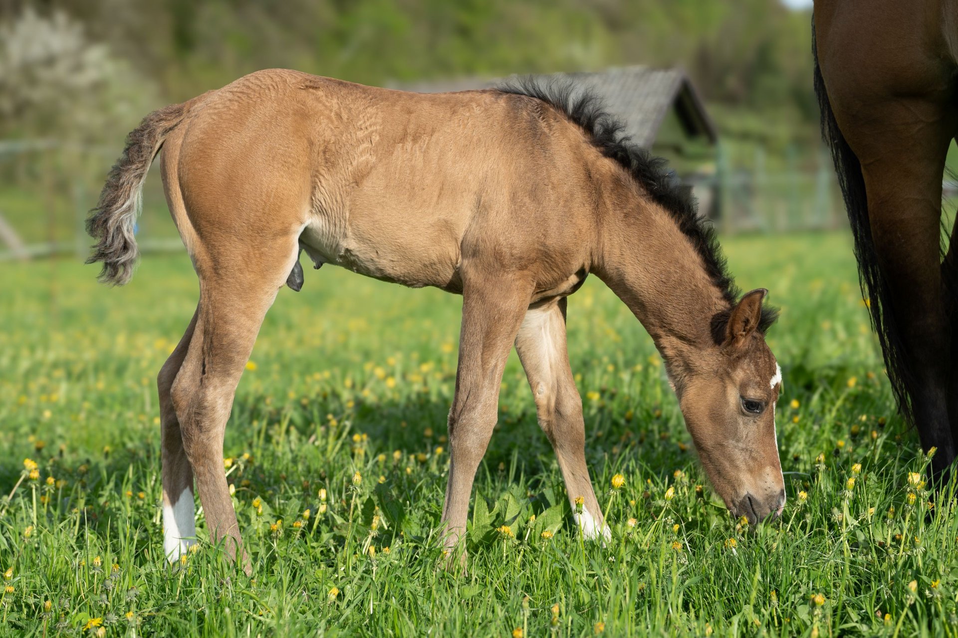 Caballo cuarto de milla Semental Bayo in Radovljica