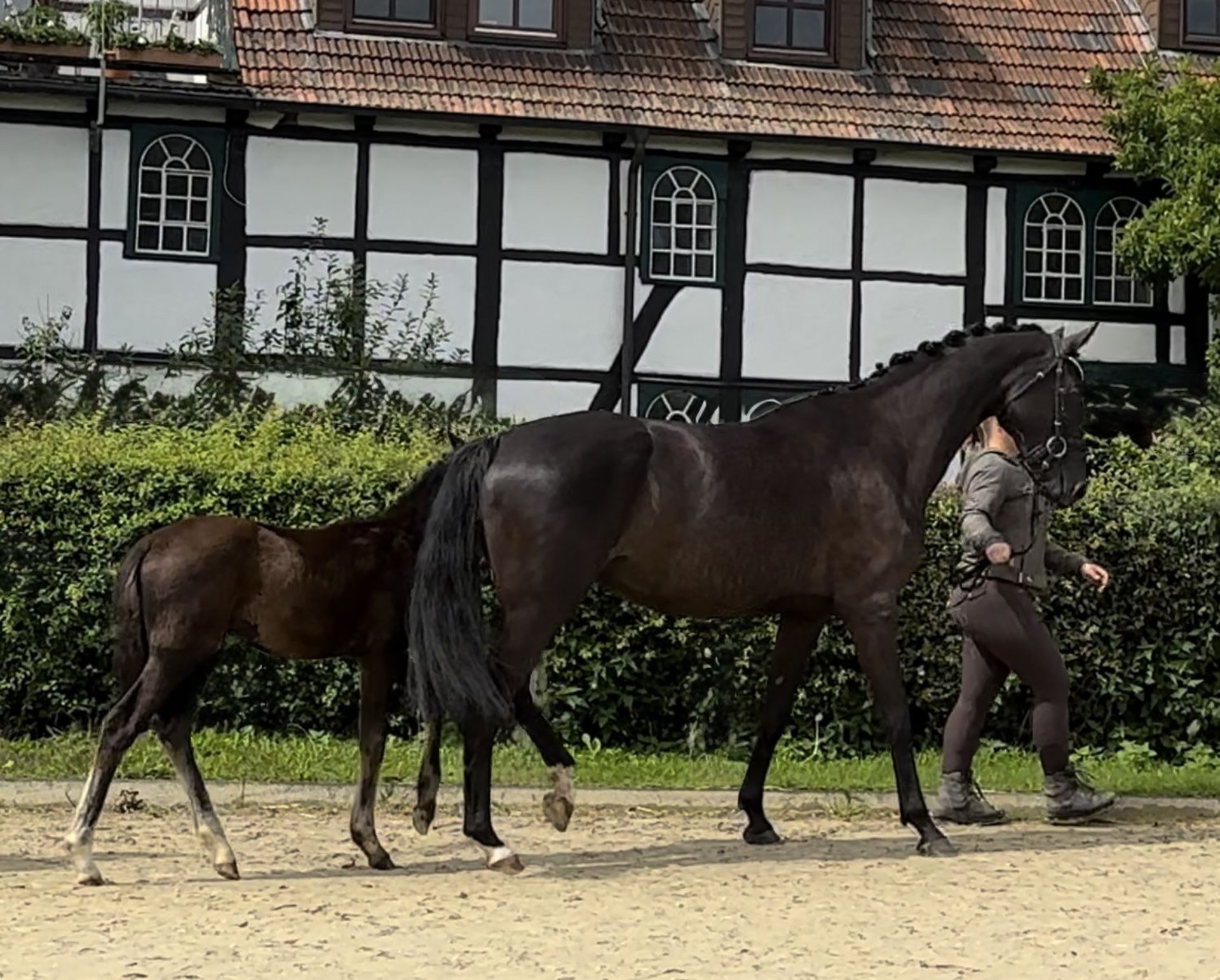 Westphalien Jument 6 Ans 170 cm Noir in Vechta