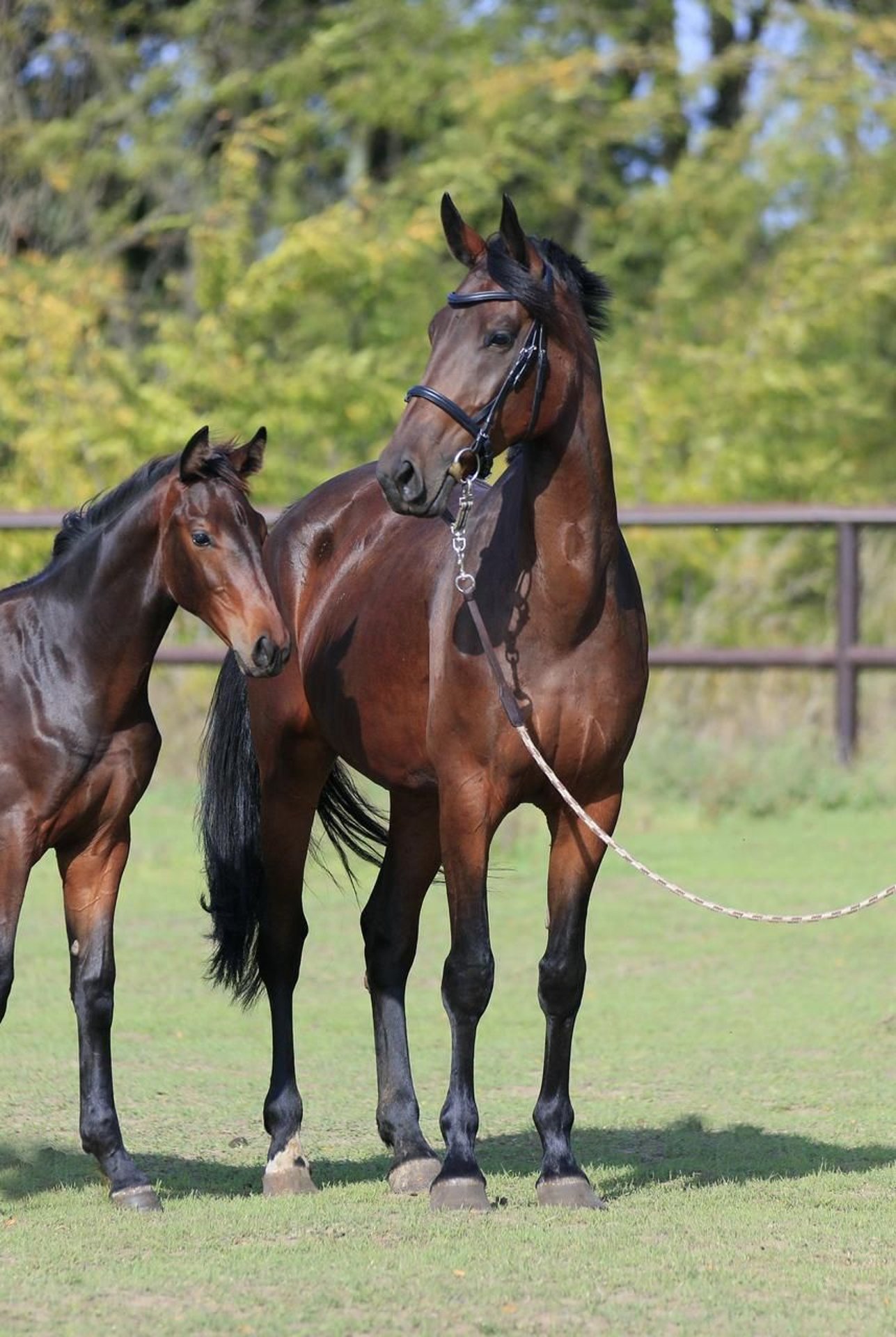 Ukrainian Riding Horse Mare 7 years in Stud
