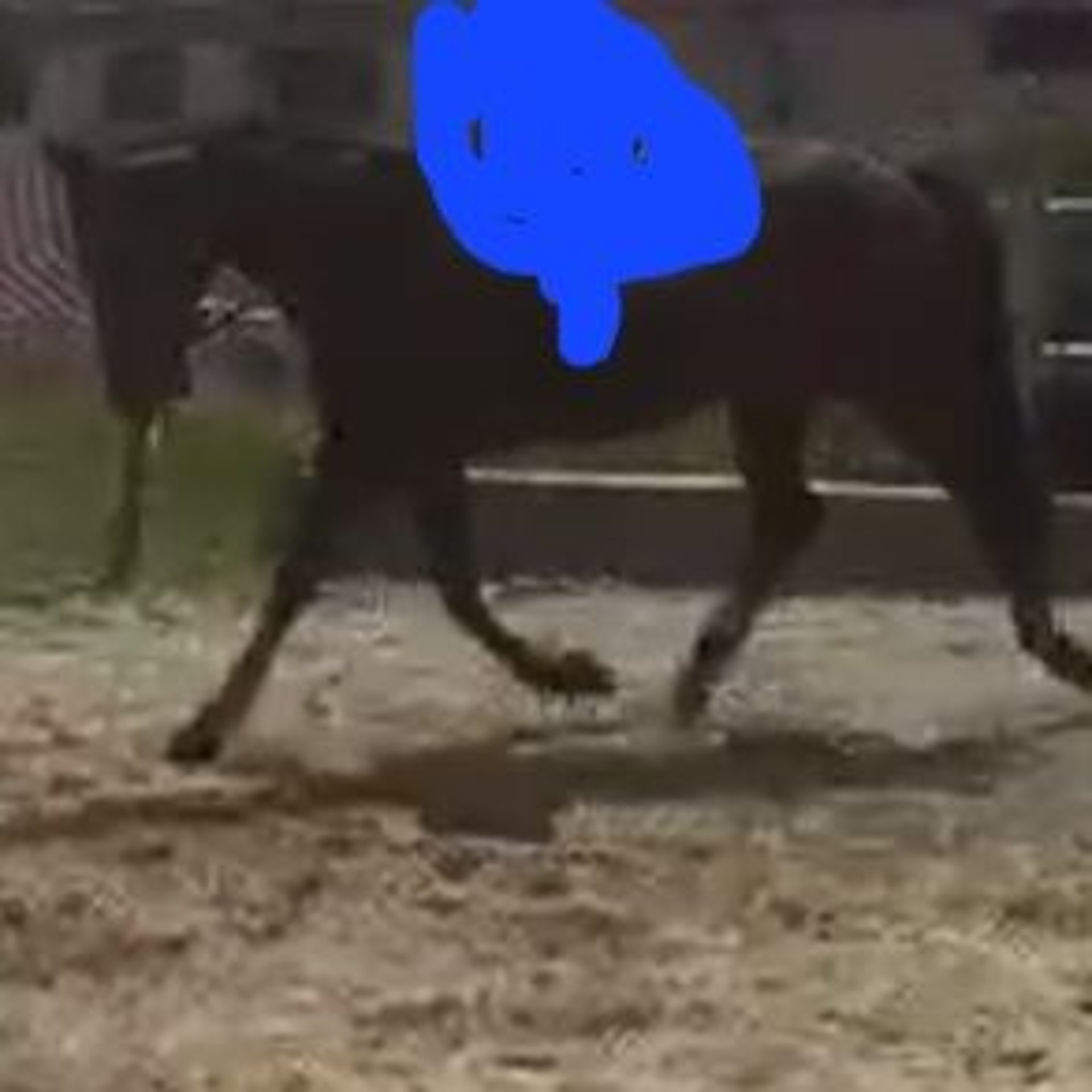 German Trotter Mare 8 years 16,1 hh Bay-Dark in Karlshuld