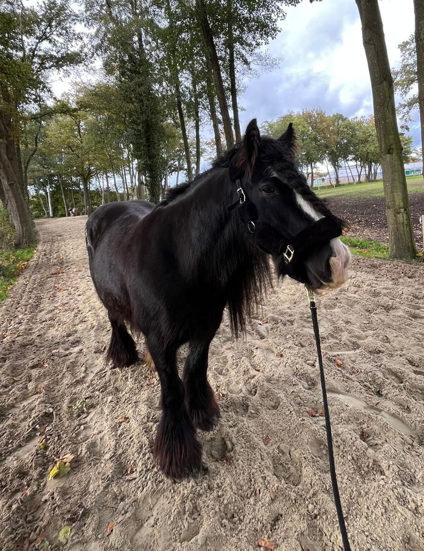 Gypsy Horse Mare 10 years 13,1 hh Black in Lathen