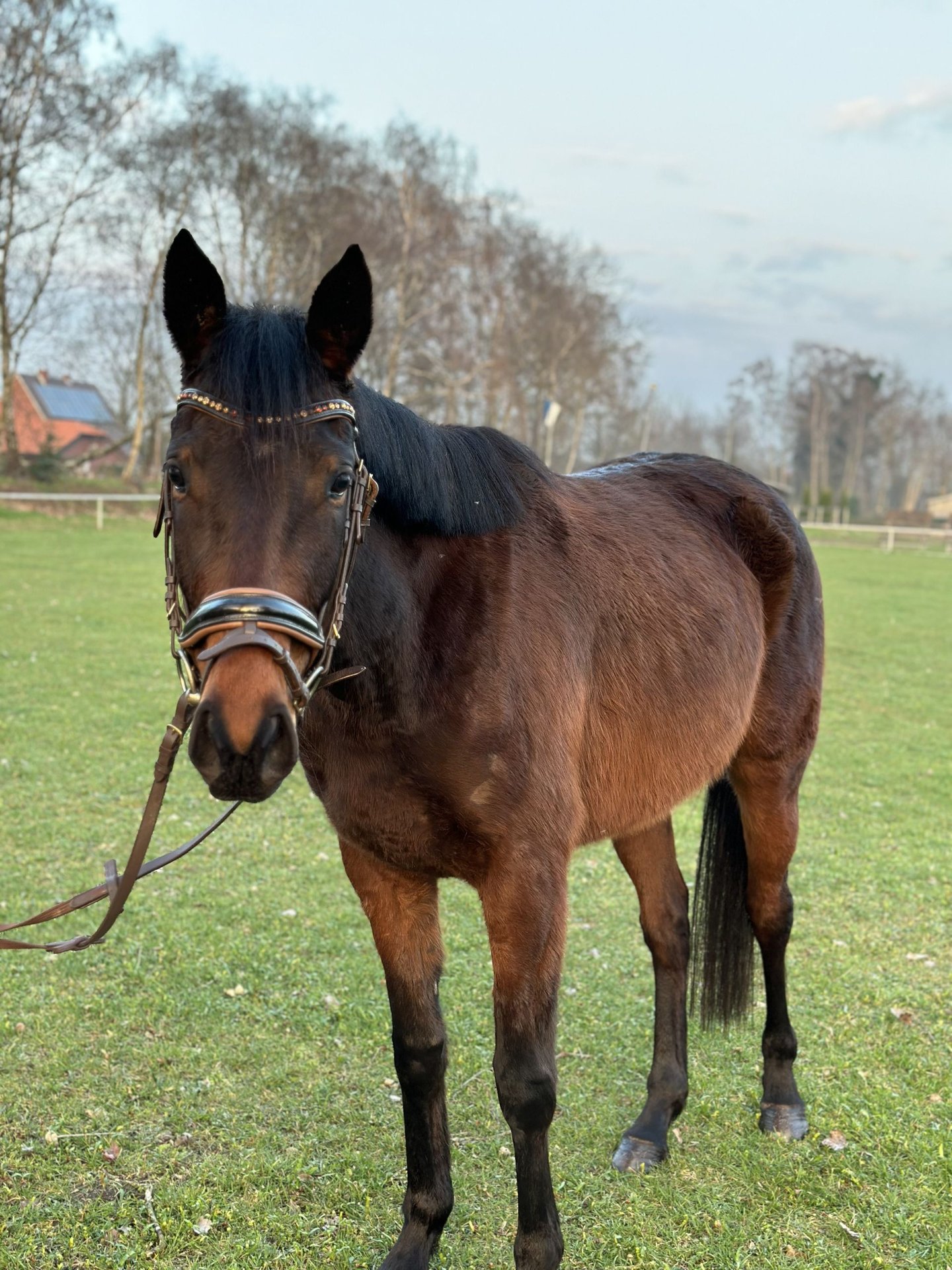 More ponies/small horses Mix Mare 4 years 15 hh Brown in Twist