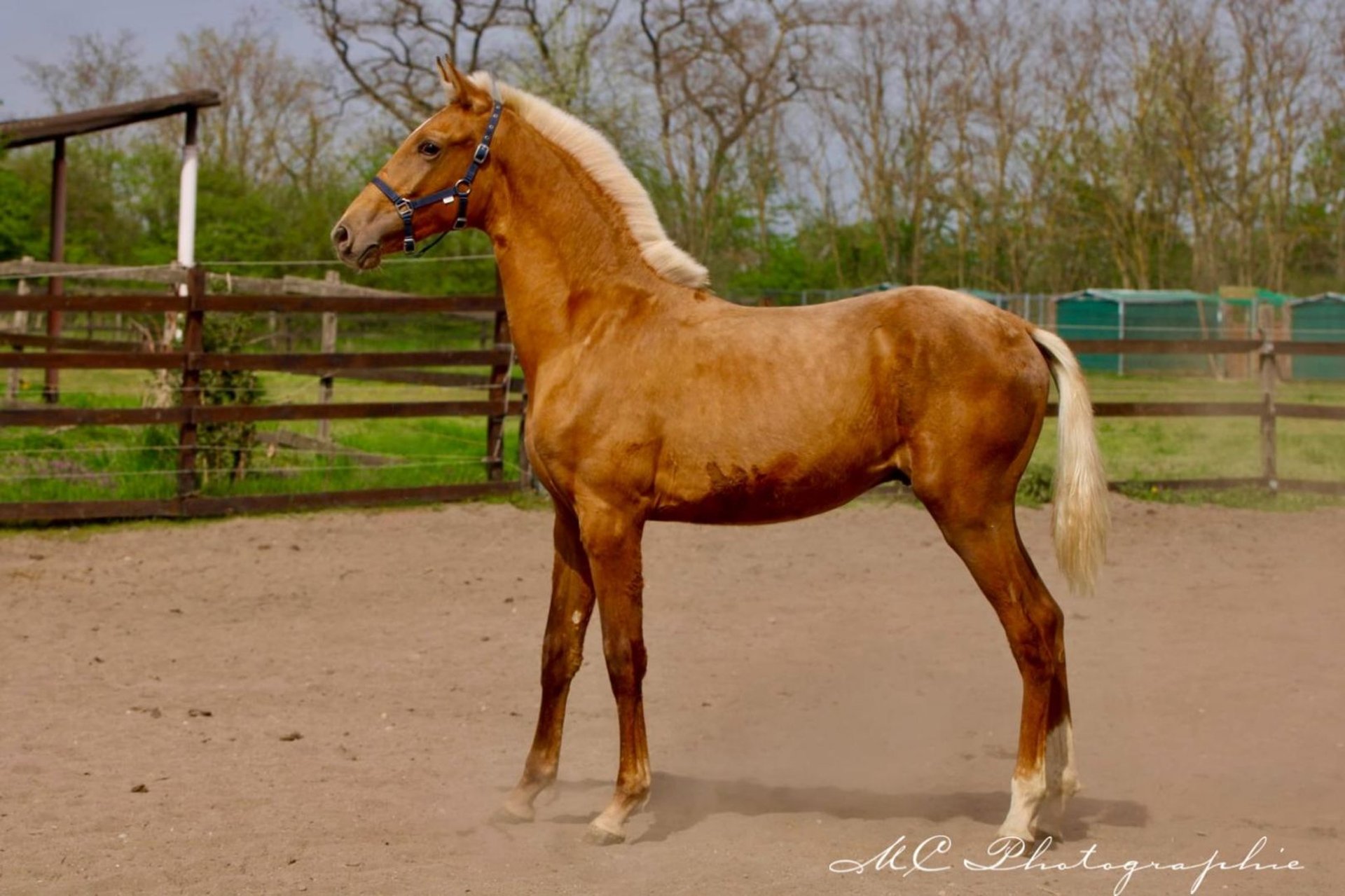 Andaluso Stallone 1 Anno 150 cm Palomino in Polenz