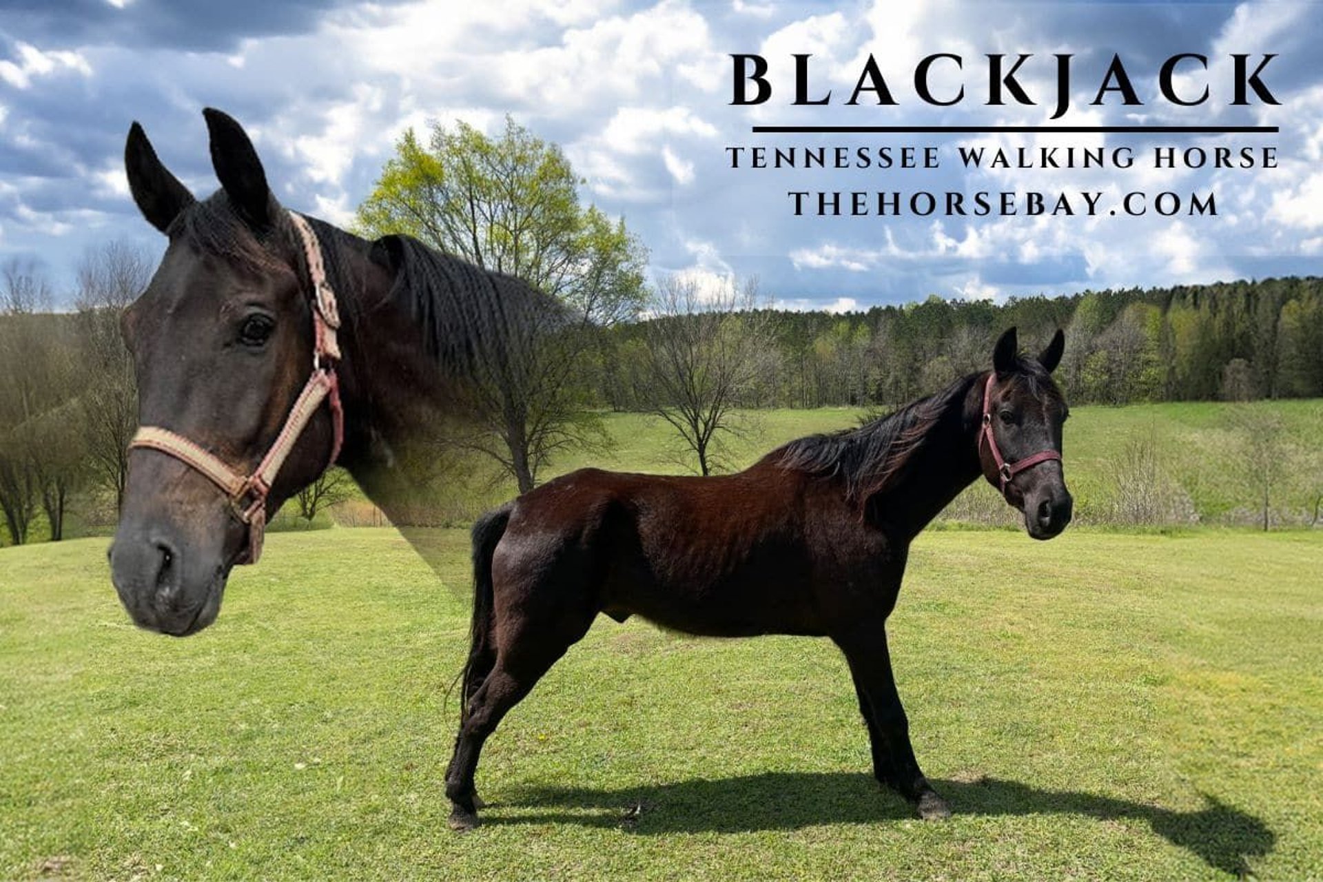 Tennessee Walking Horse Wallach 5 Jahre Rappe in Red Banks, MS